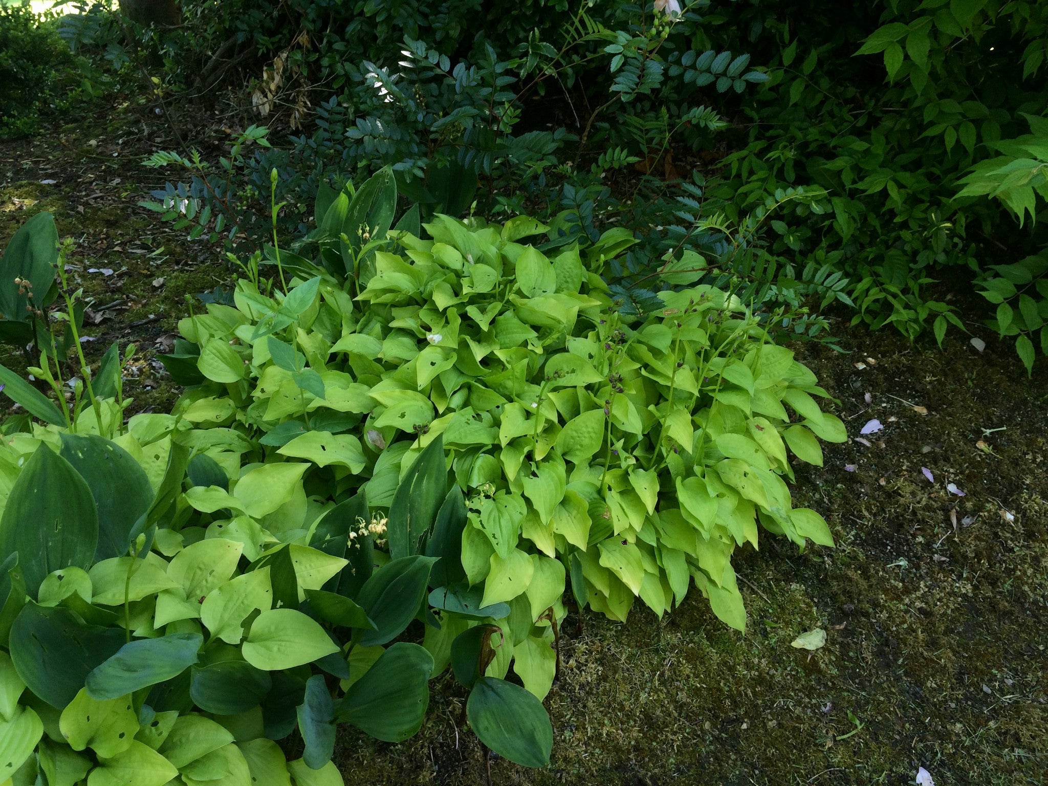 Hosta 'Hydon Sunset' – Ballyrobert Gardens