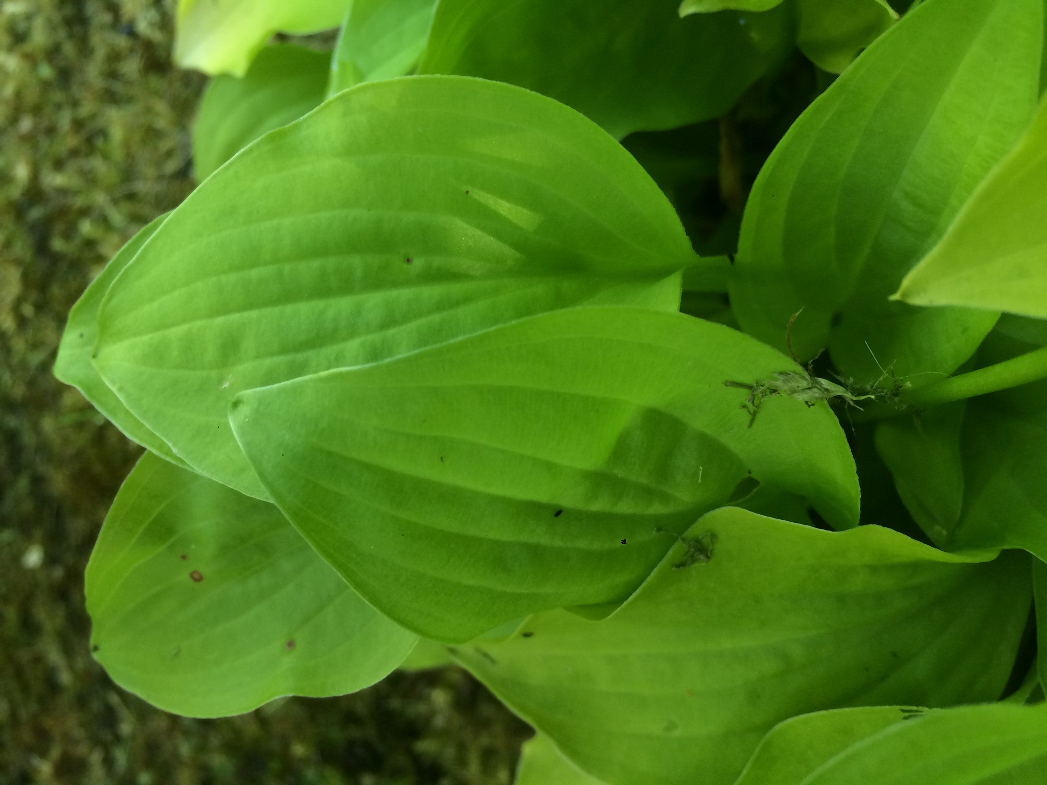 Hosta 'Hydon Sunset' – Ballyrobert Gardens