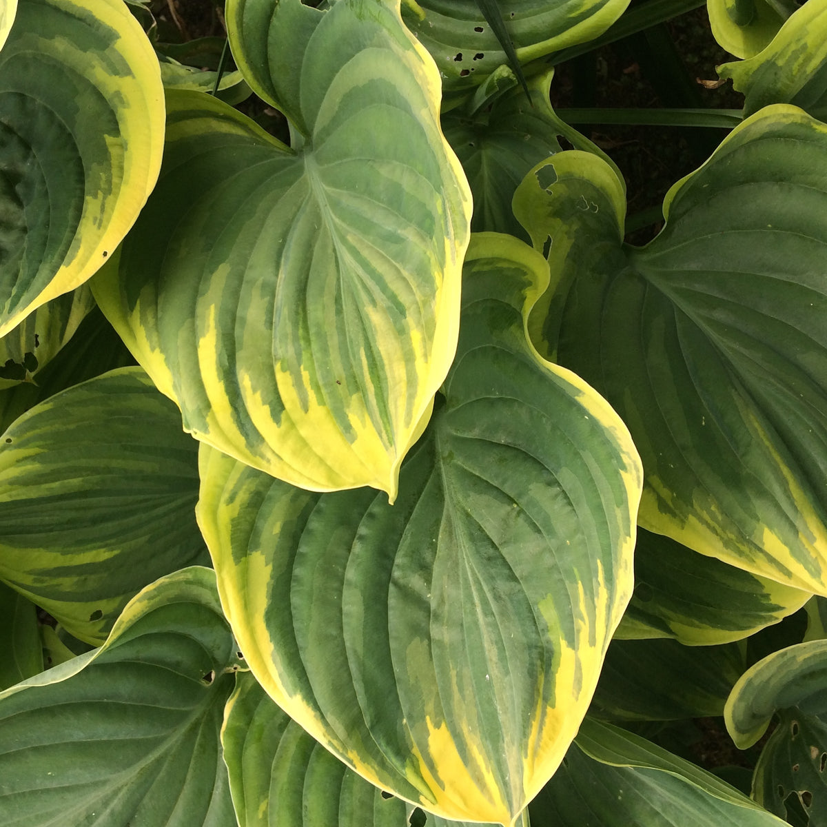 Hosta 'Magic Fire' (v) – Ballyrobert Gardens