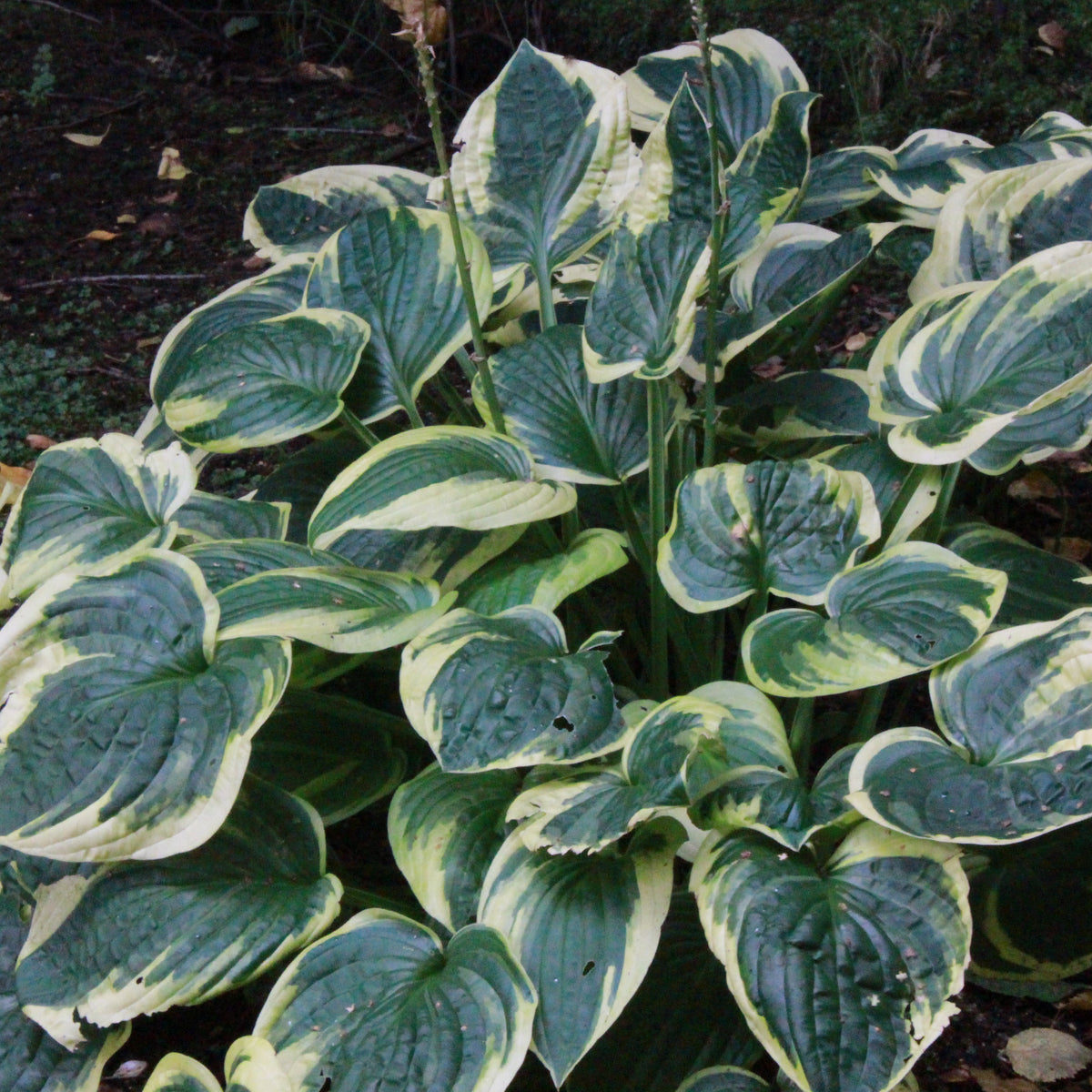 Hosta 'Minuteman' (fortunei) (v) – Ballyrobert Gardens