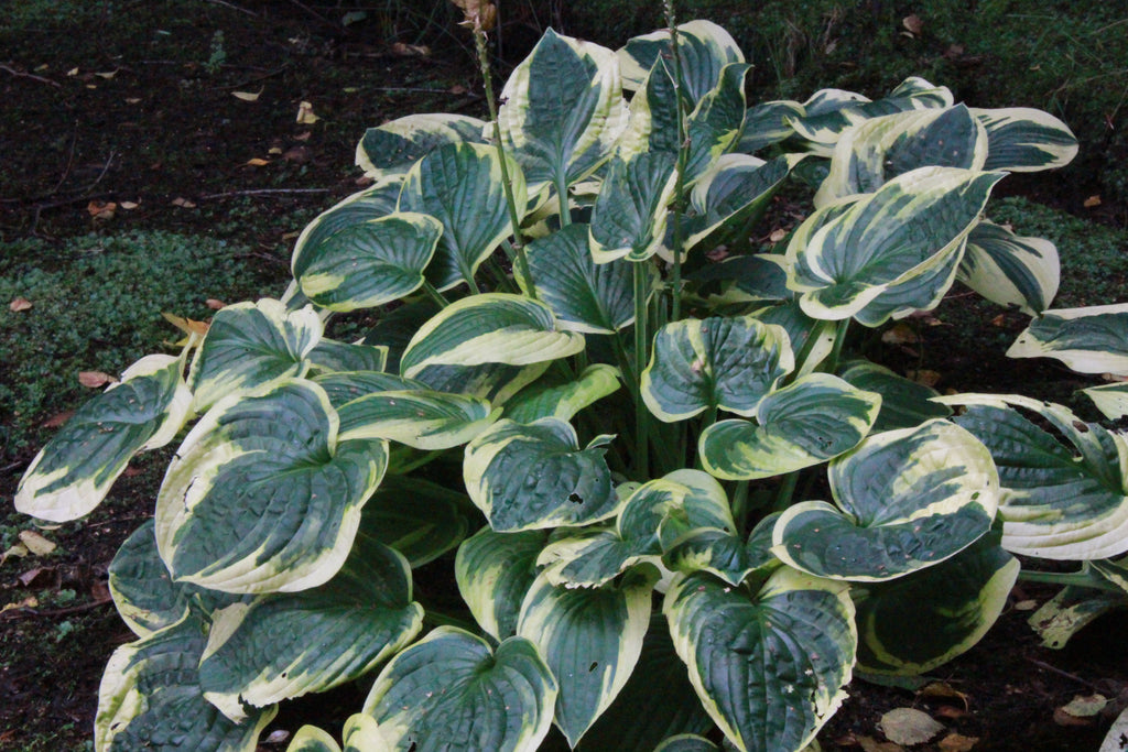 Hosta 'Minuteman' (fortunei) (v) – Ballyrobert Gardens
