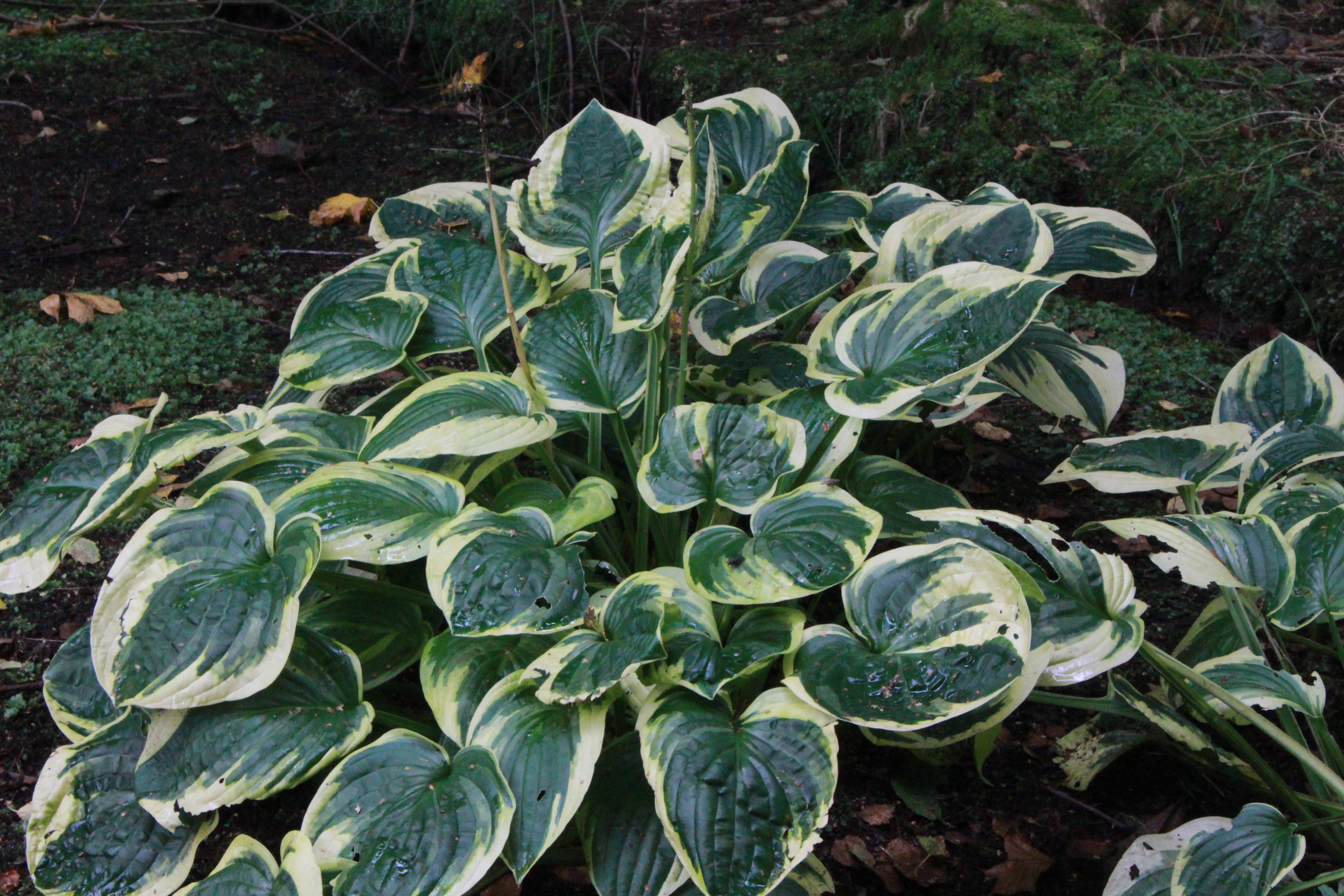 Hosta 'Minuteman' (fortunei) (v) – Ballyrobert Gardens