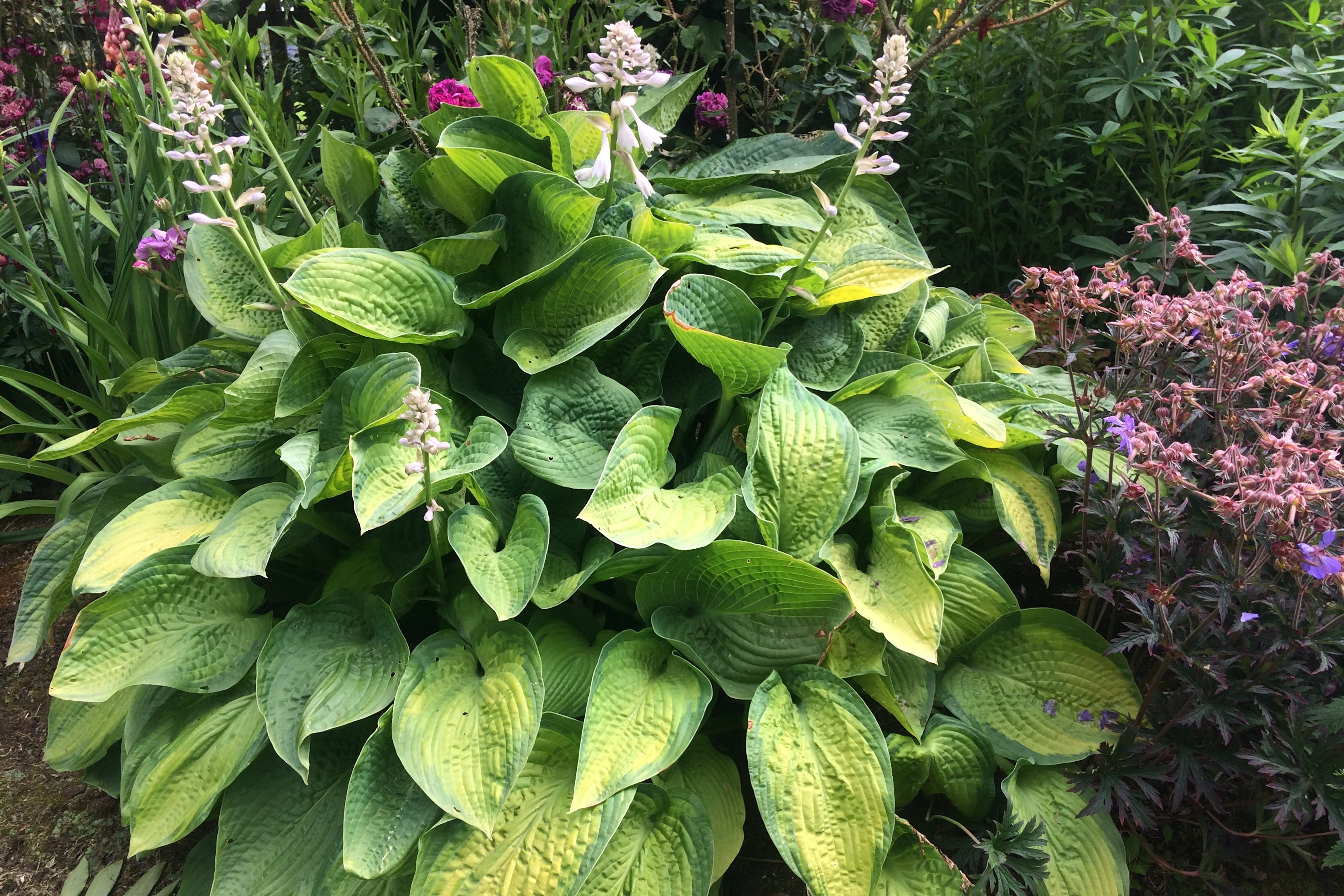 Hosta 'Paradigm' (v) – Ballyrobert Gardens