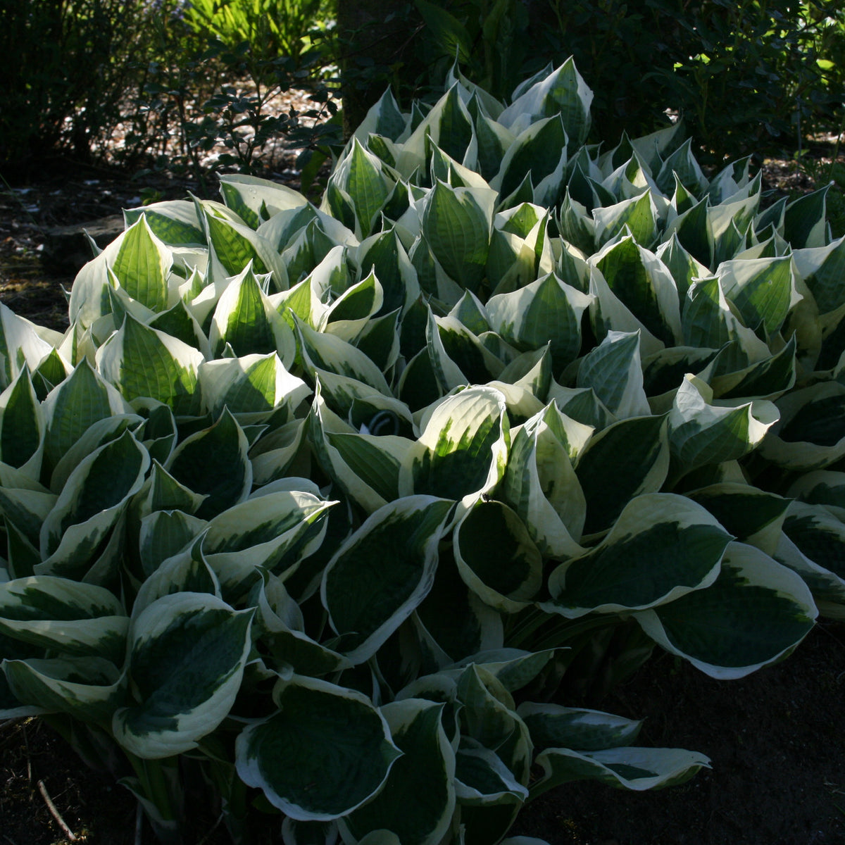 Hosta 'Patriot' – Ballyrobert Gardens