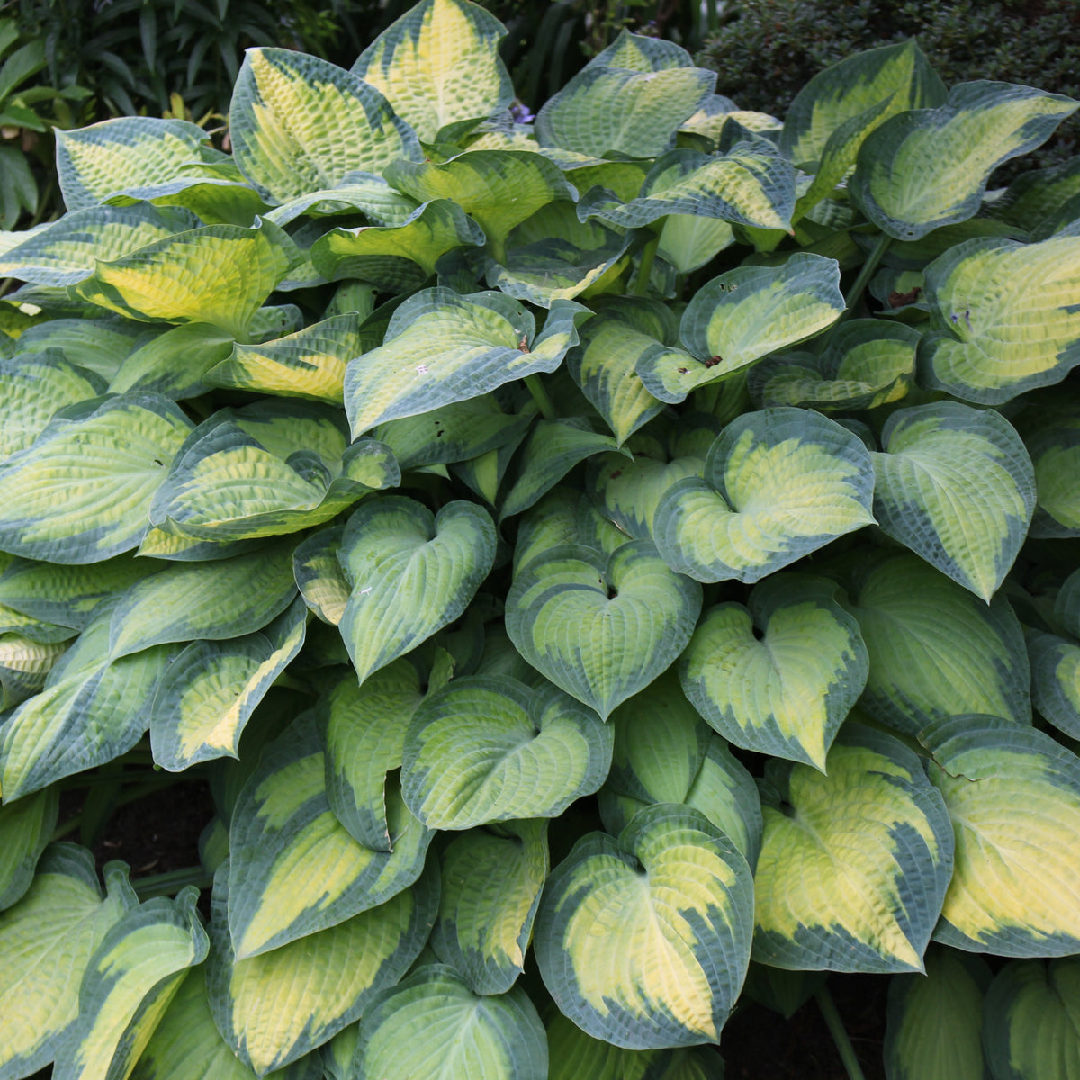 Hosta 'Paul's Glory' (v) – Ballyrobert Gardens