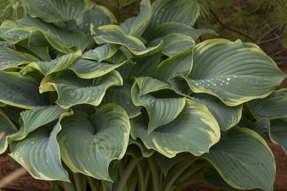 Hosta 'Regal Splendor' – Ballyrobert Gardens
