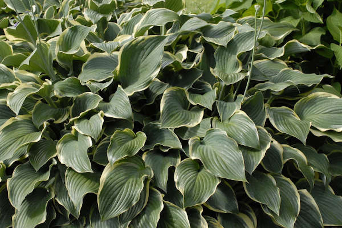 Hosta 'Regal Splendor' – Ballyrobert Gardens