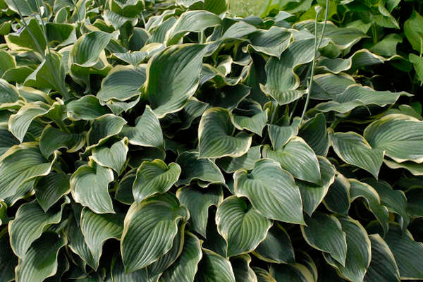 Hosta 'Regal Splendor' – Ballyrobert Gardens