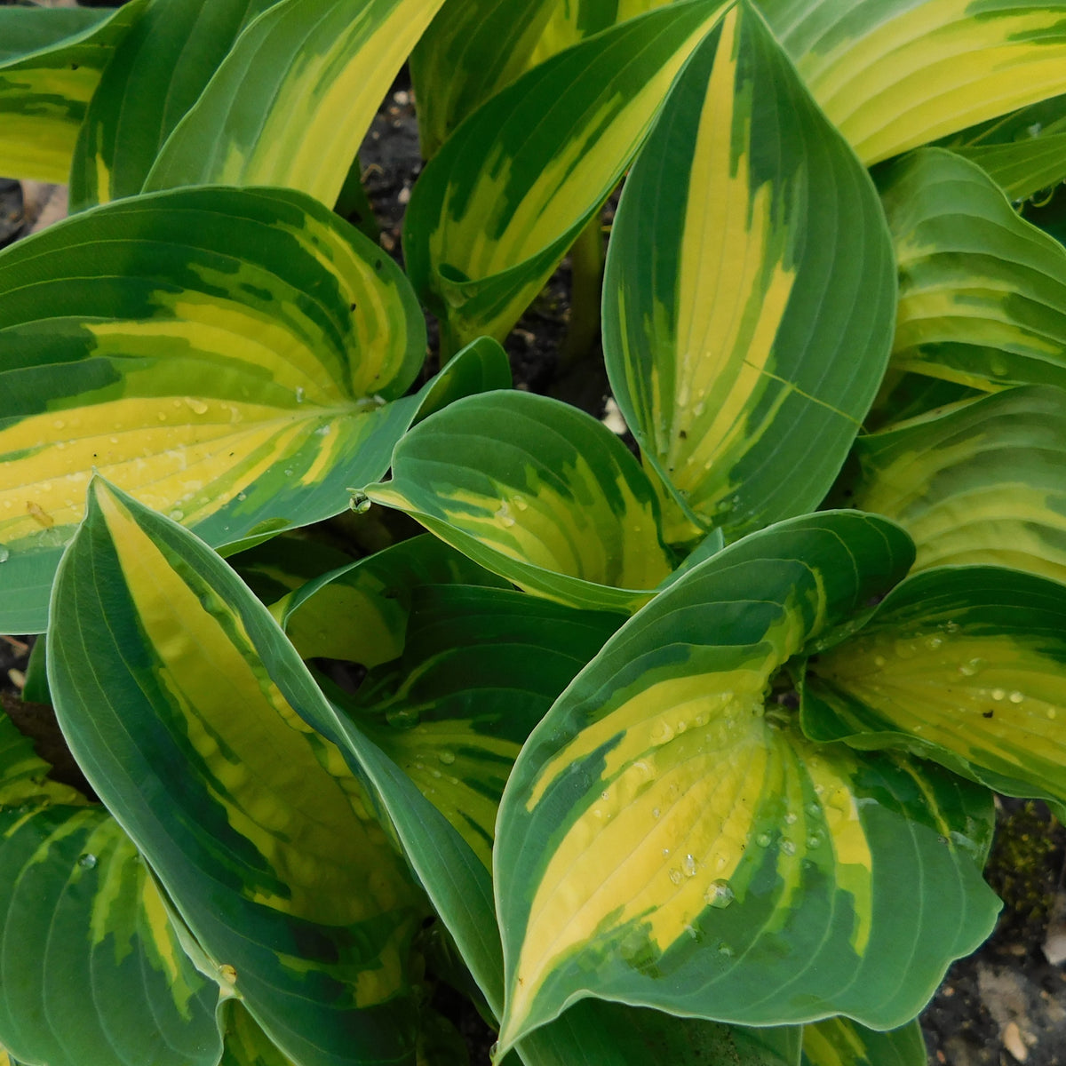 Hosta 'Remember Me' – Ballyrobert Gardens