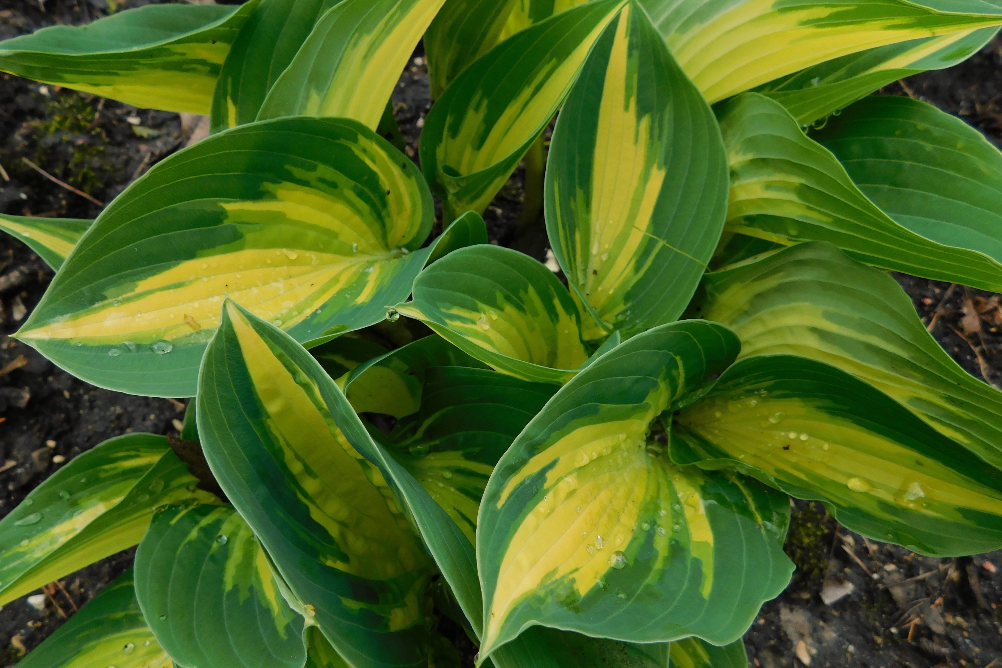 Hosta 'Remember Me' – Ballyrobert Gardens