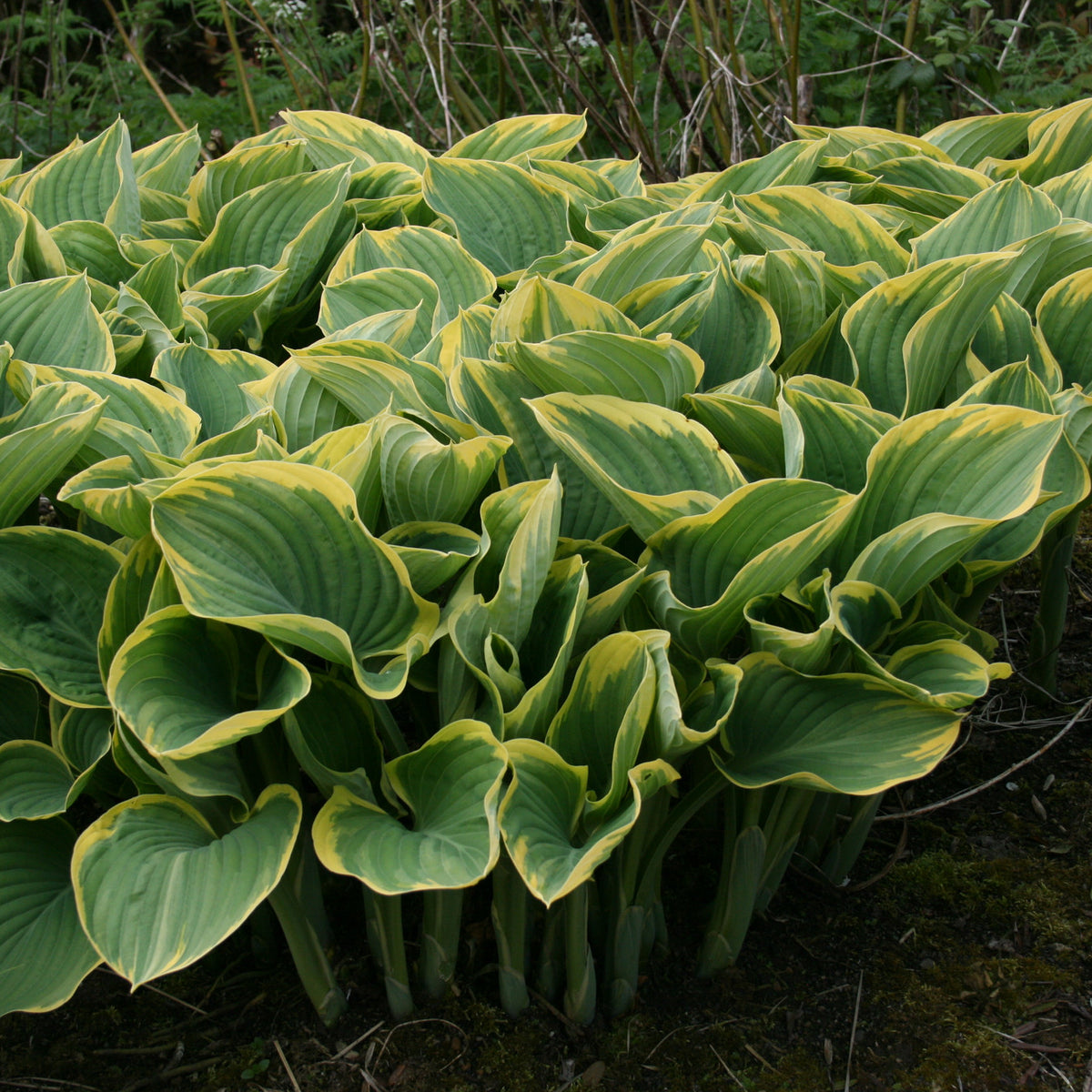 Hosta 'Sagae' – Ballyrobert Gardens