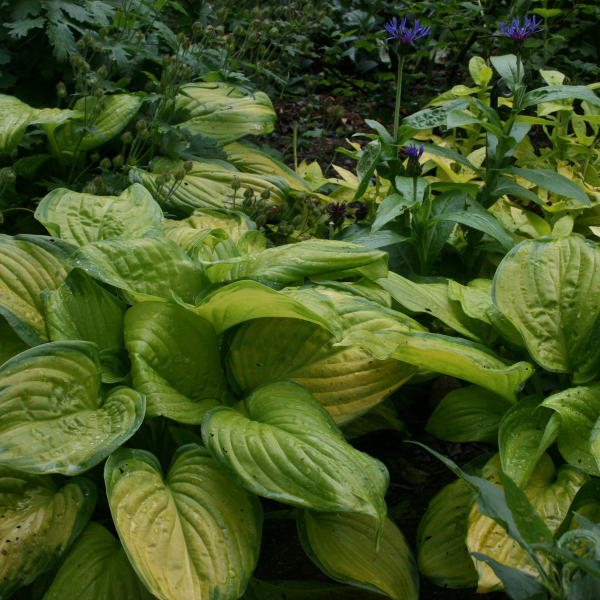 Hosta 'Stained Glass' – Ballyrobert Gardens