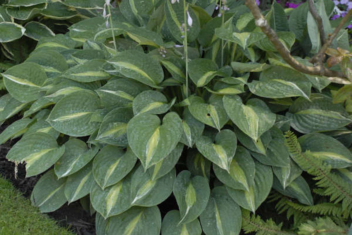 Hosta 'Striptease' (fortunei) (v) – Ballyrobert Gardens