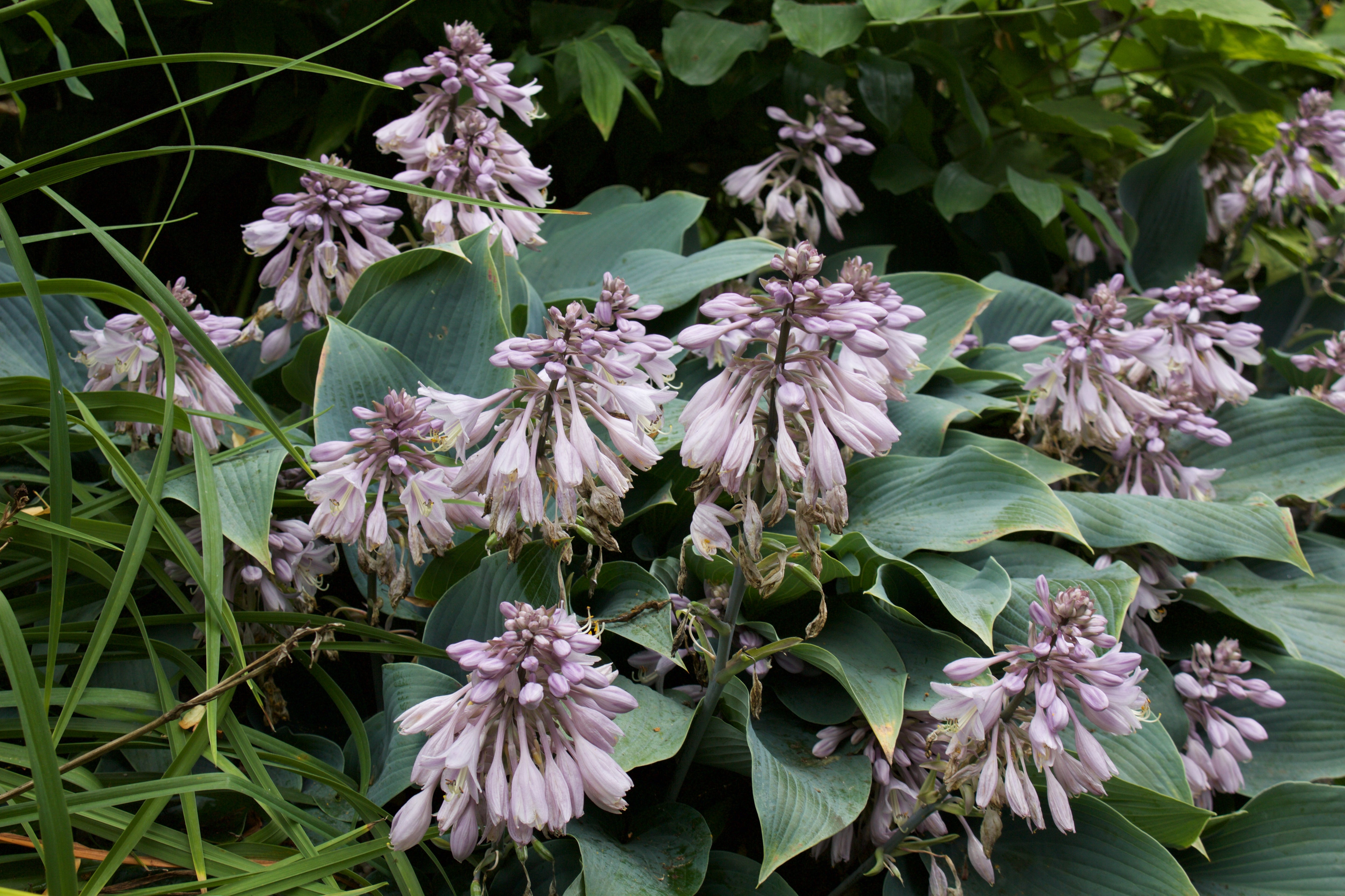 Hosta (Tardiana Group) 'Halcyon' – Ballyrobert Gardens