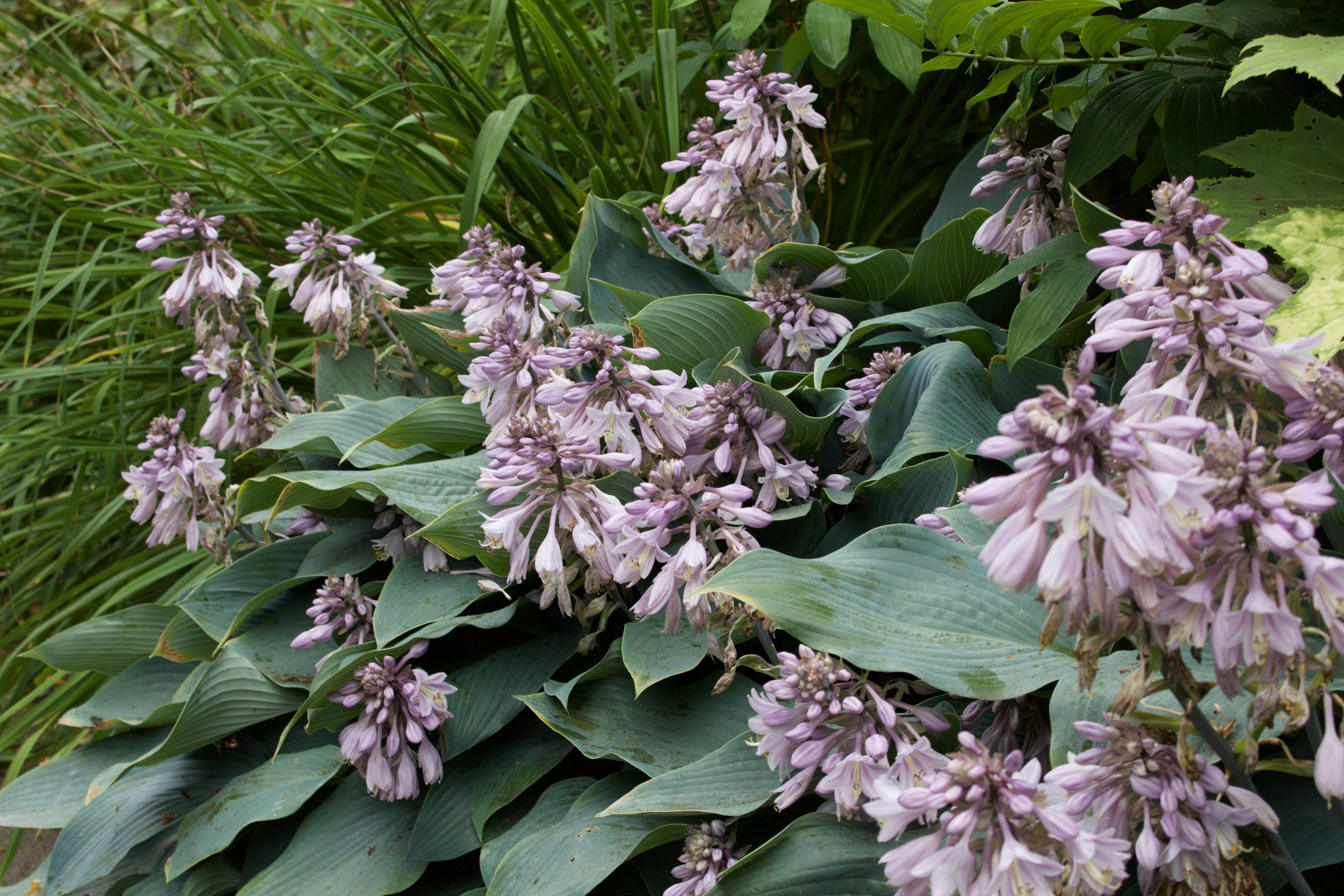 Hosta (Tardiana Group) 'Halcyon' – Ballyrobert Gardens