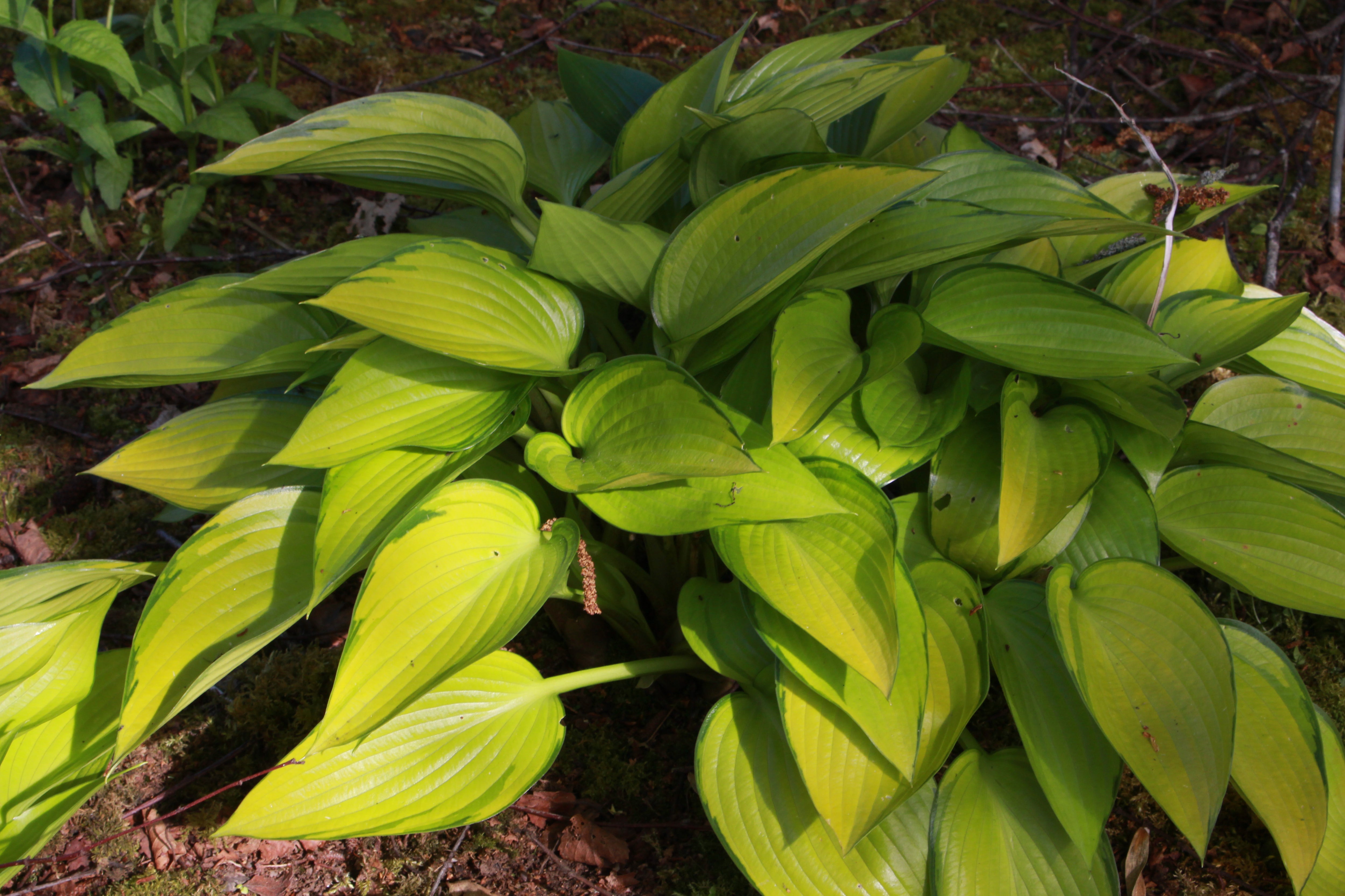 Hosta (Tardiana Group) 'June Fever' (v) – Ballyrobert Gardens