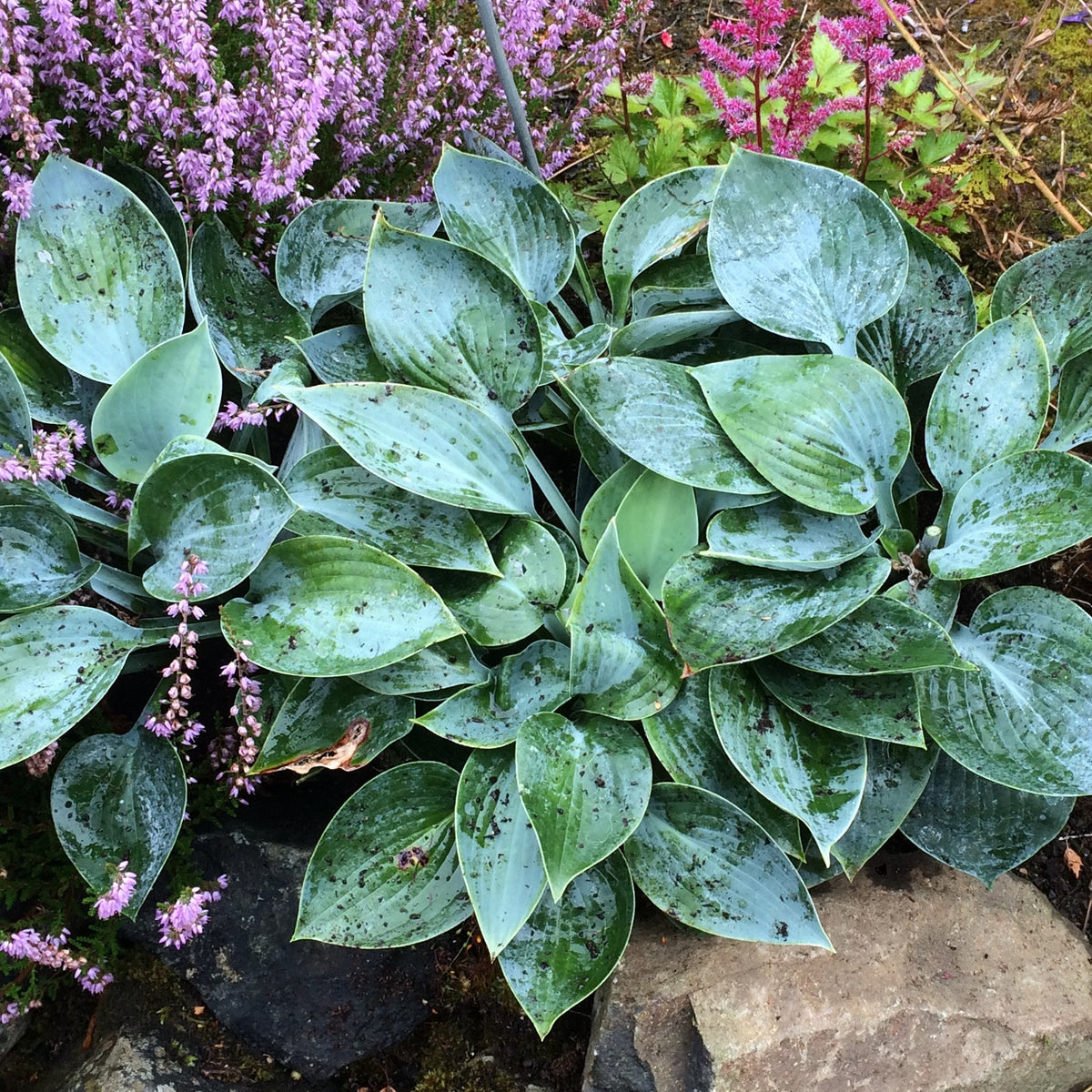 Hosta (Tardiana Group) 'Hadspen Blue' – Ballyrobert Gardens