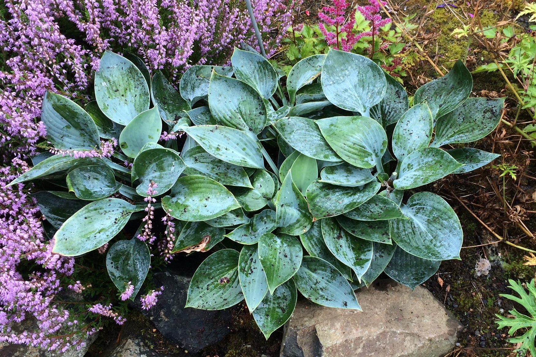 Hosta (Tardiana Group) 'Hadspen Blue' – Ballyrobert Gardens