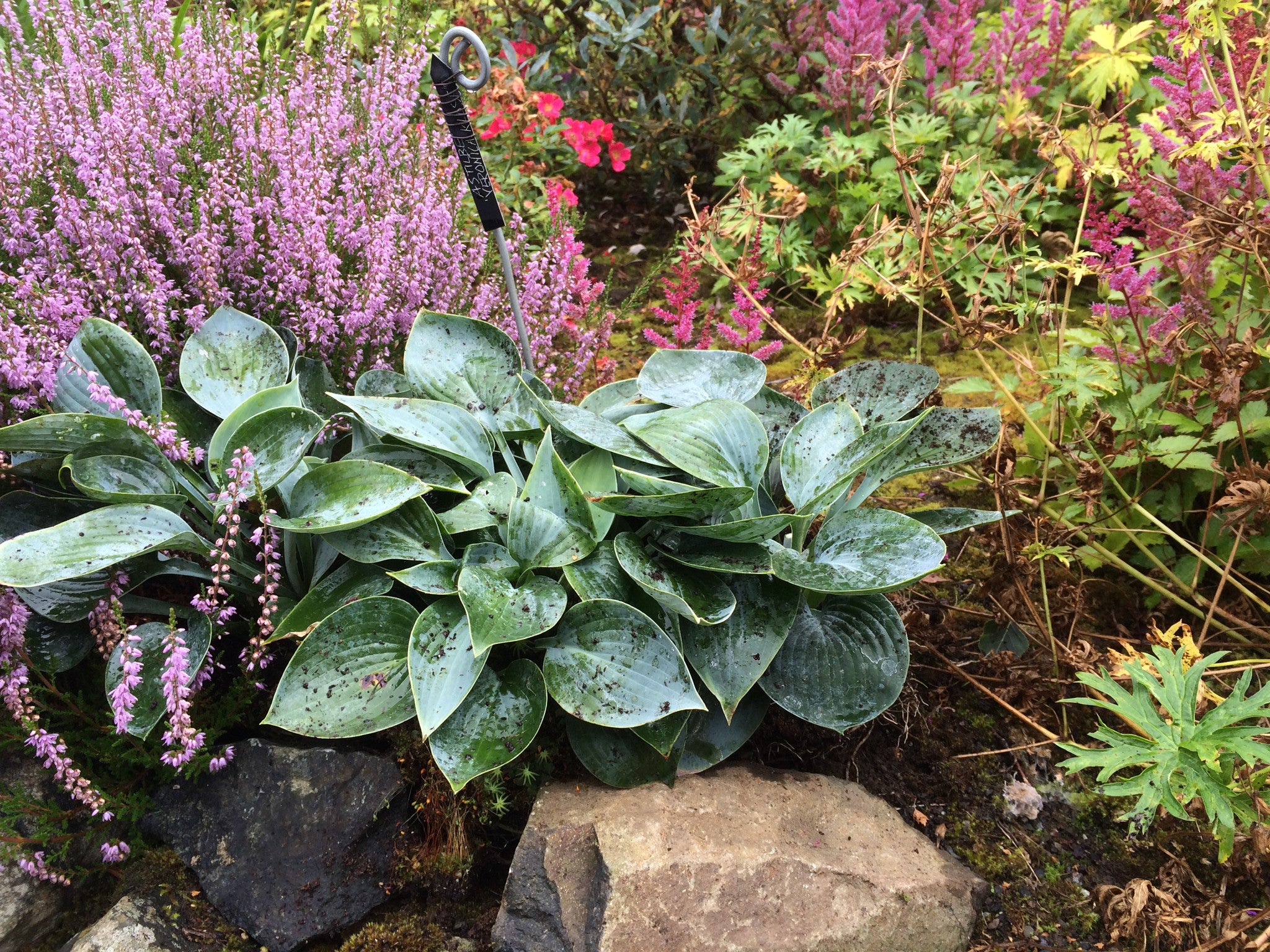 Hosta (Tardiana Group) 'Hadspen Blue' – Ballyrobert Gardens