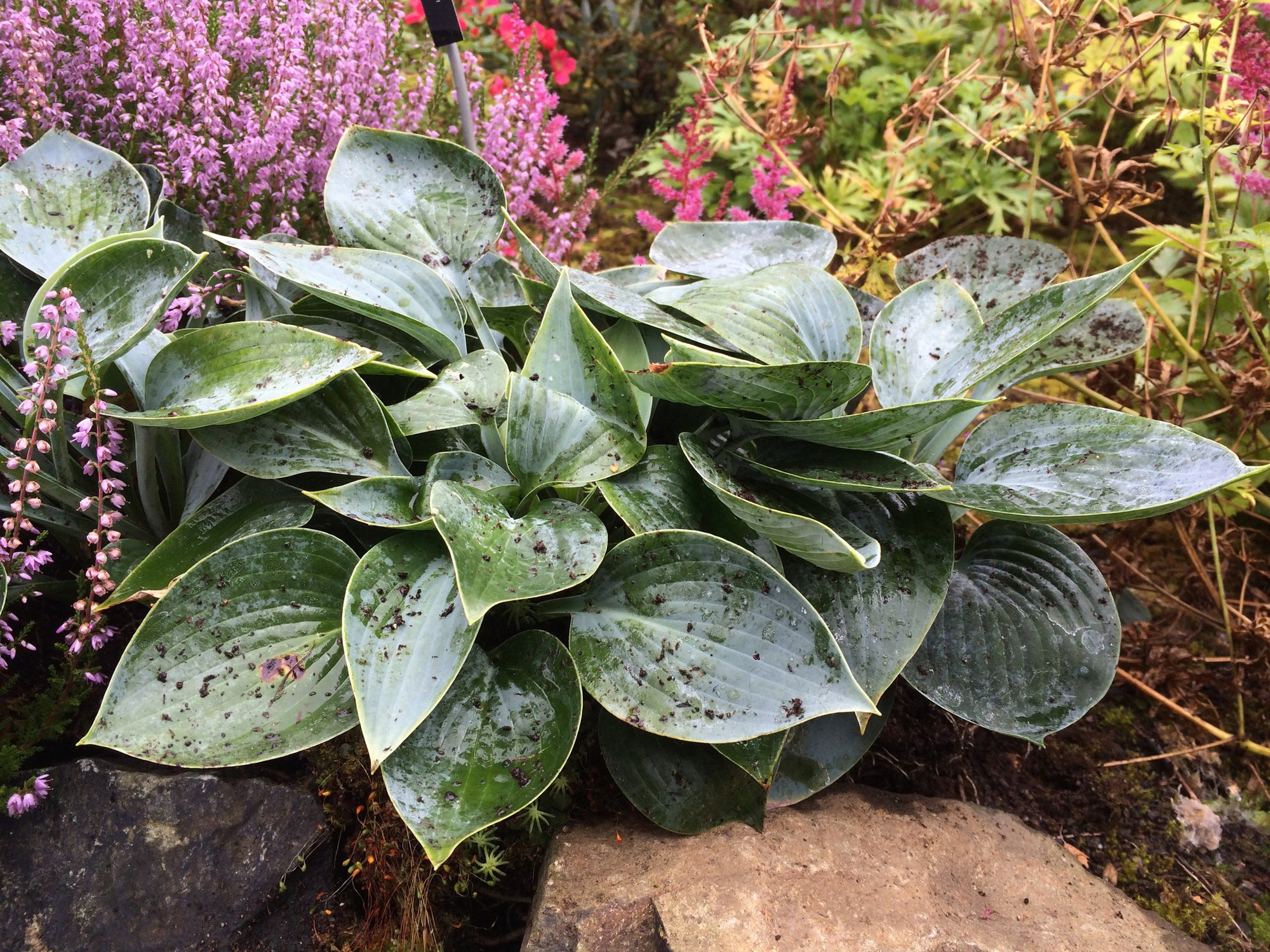 Hosta (Tardiana Group) 'Hadspen Blue' – Ballyrobert Gardens