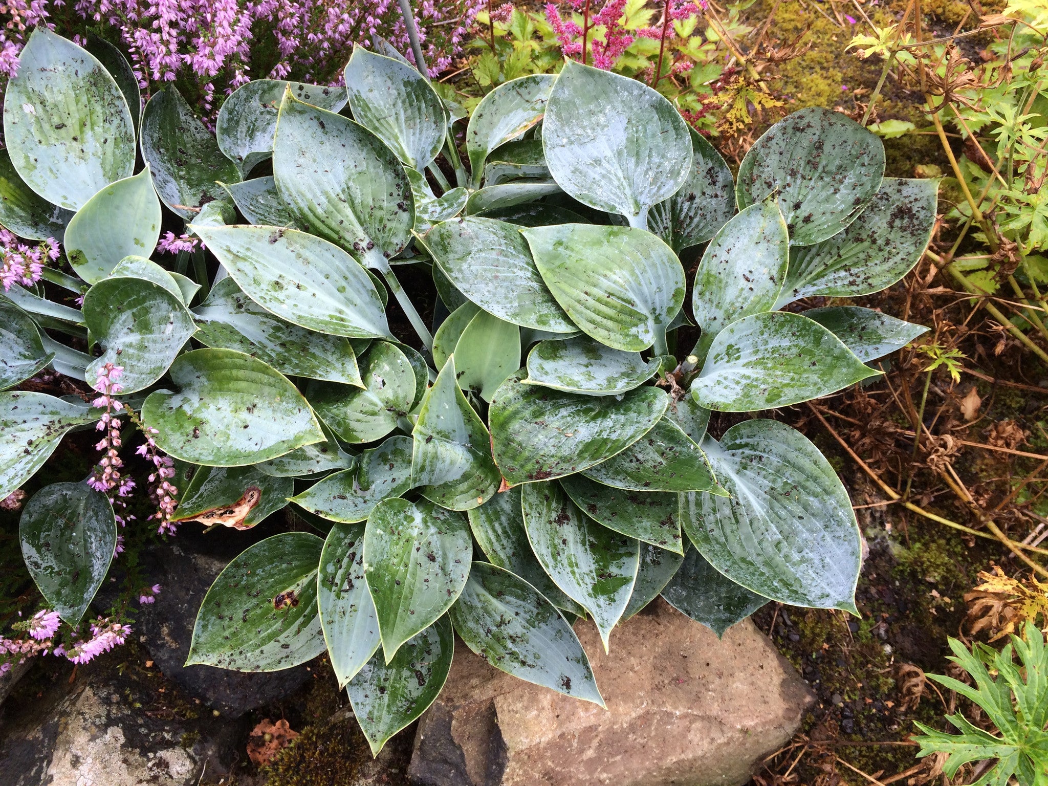 Hosta (Tardiana Group) 'Hadspen Blue' – Ballyrobert Gardens