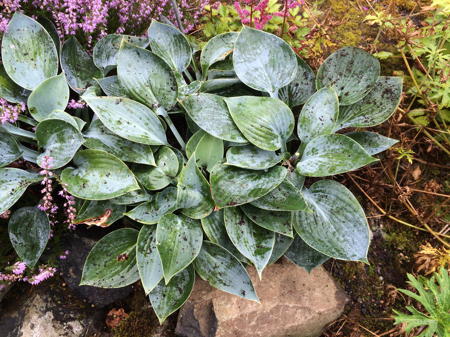 Hosta (Tardiana Group) 'Hadspen Blue' – Ballyrobert Gardens