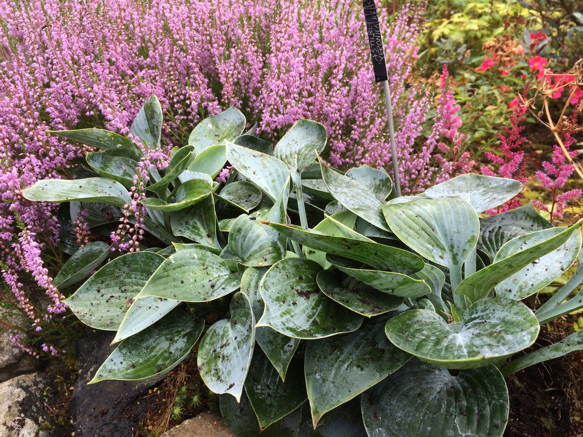 Hosta (Tardiana Group) 'Hadspen Blue' – Ballyrobert Gardens