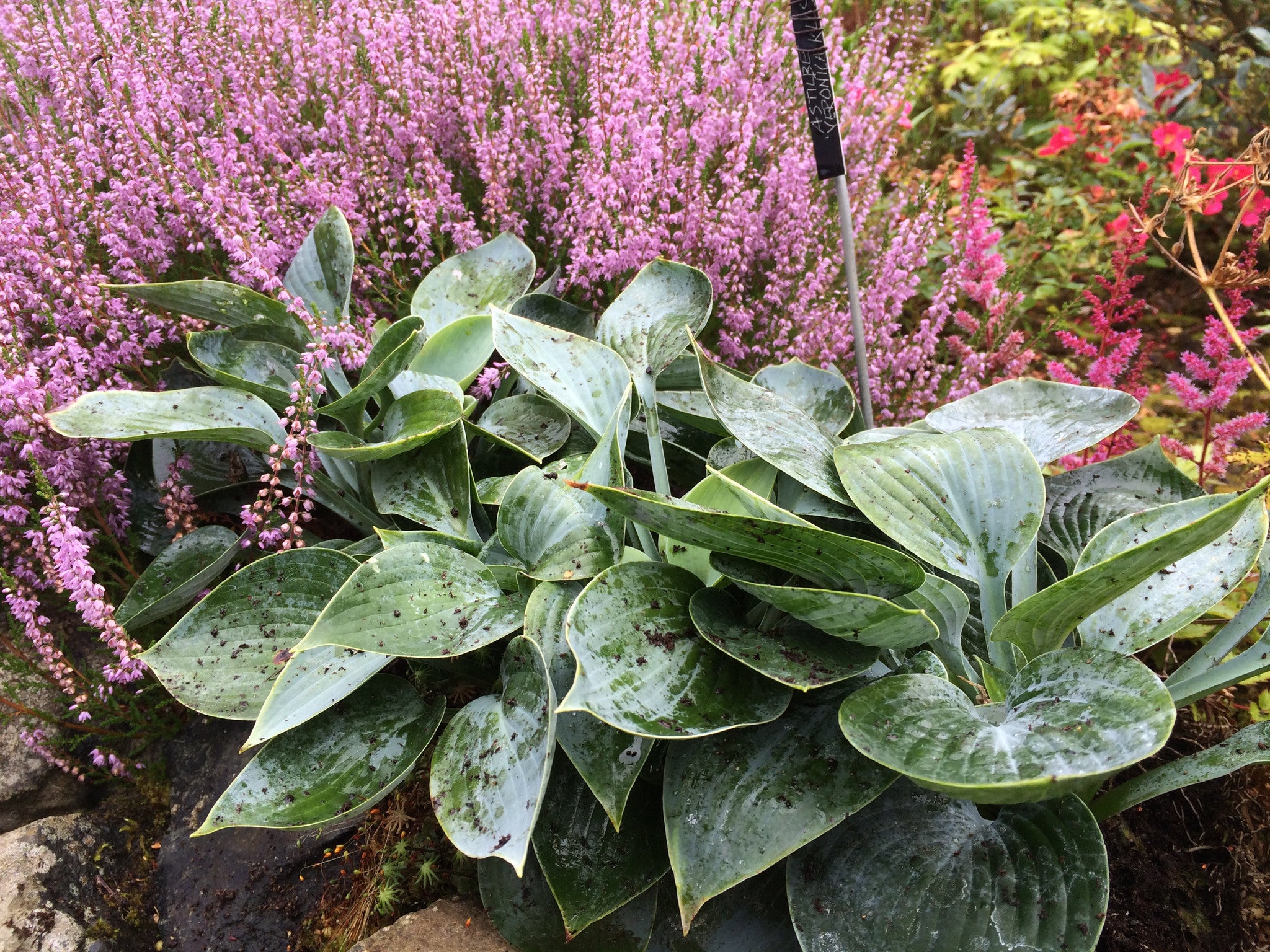 Hosta (Tardiana Group) 'Hadspen Blue' – Ballyrobert Gardens