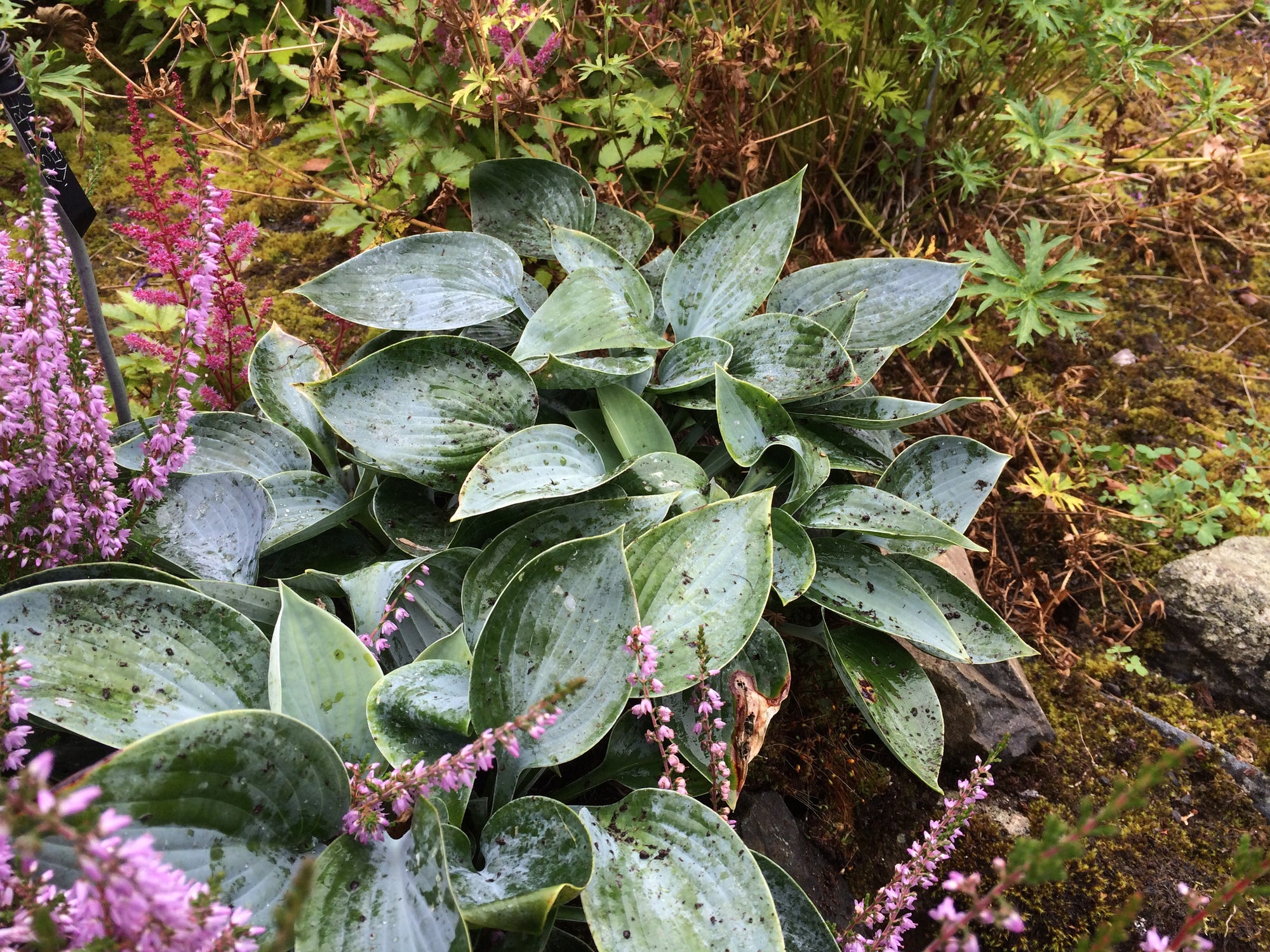 Hosta (Tardiana Group) 'Hadspen Blue' – Ballyrobert Gardens