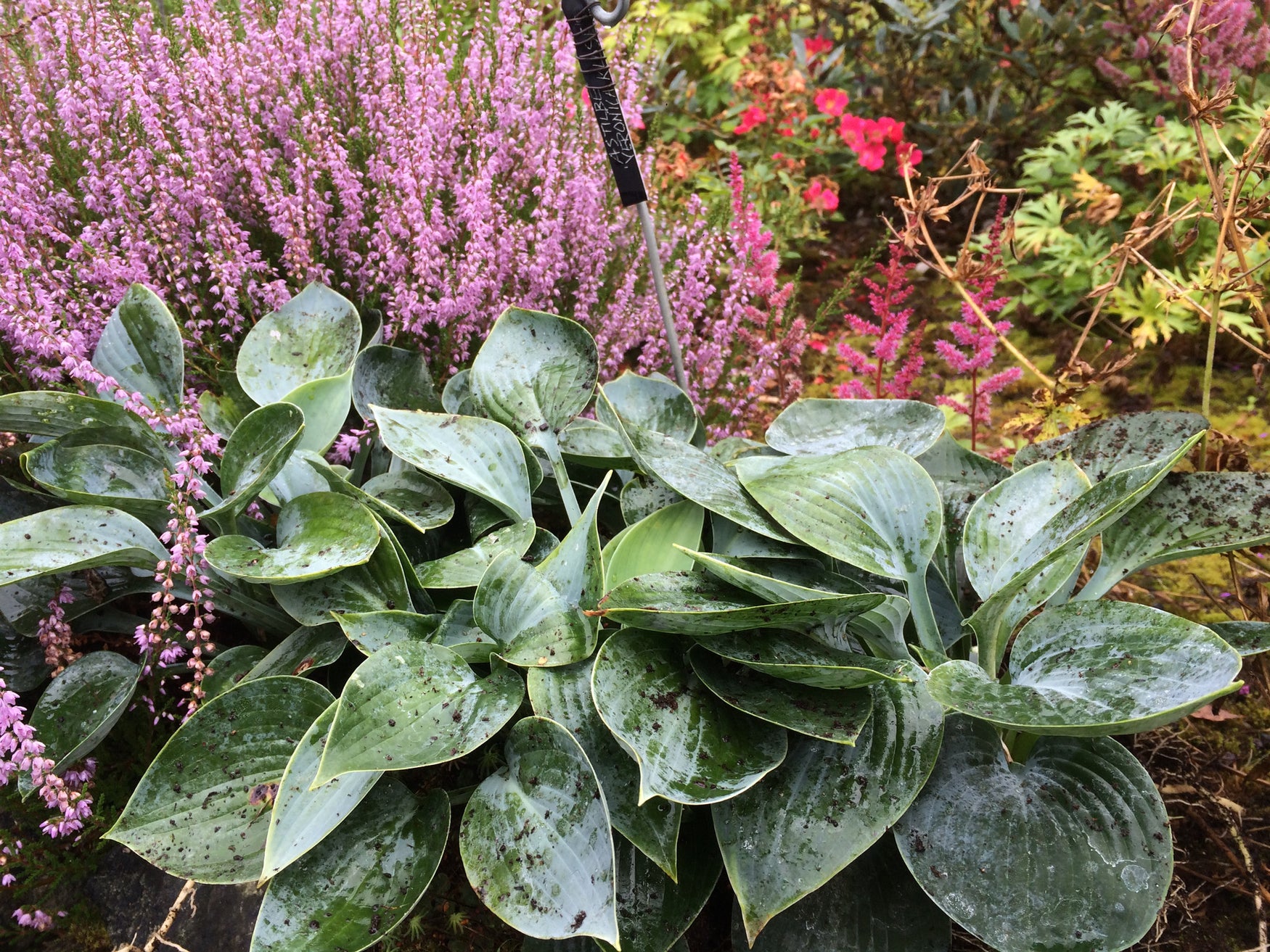 Hosta (Tardiana Group) 'Hadspen Blue' – Ballyrobert Gardens
