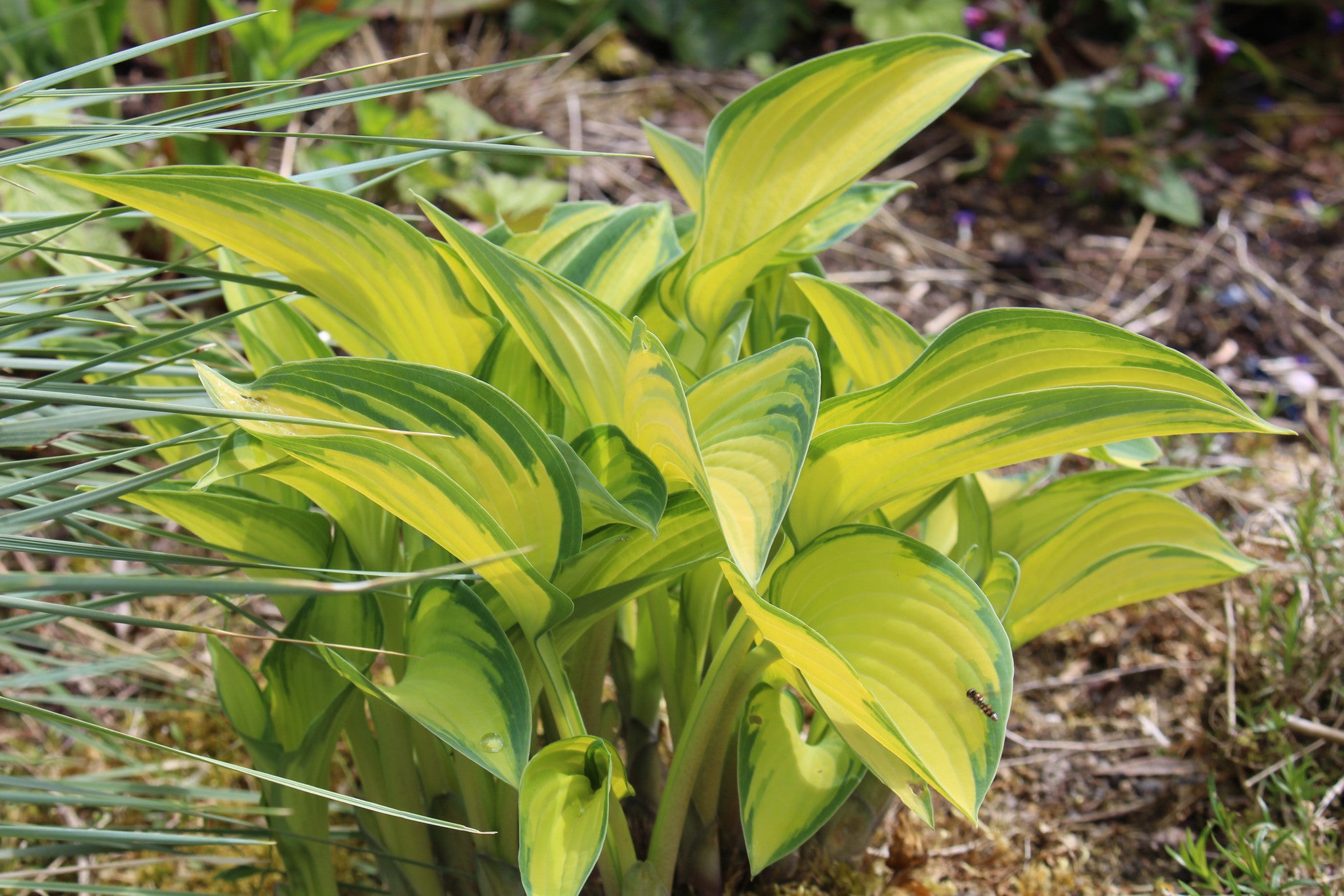 Hosta (Tardiana Group) 'June' (v) – Ballyrobert Gardens