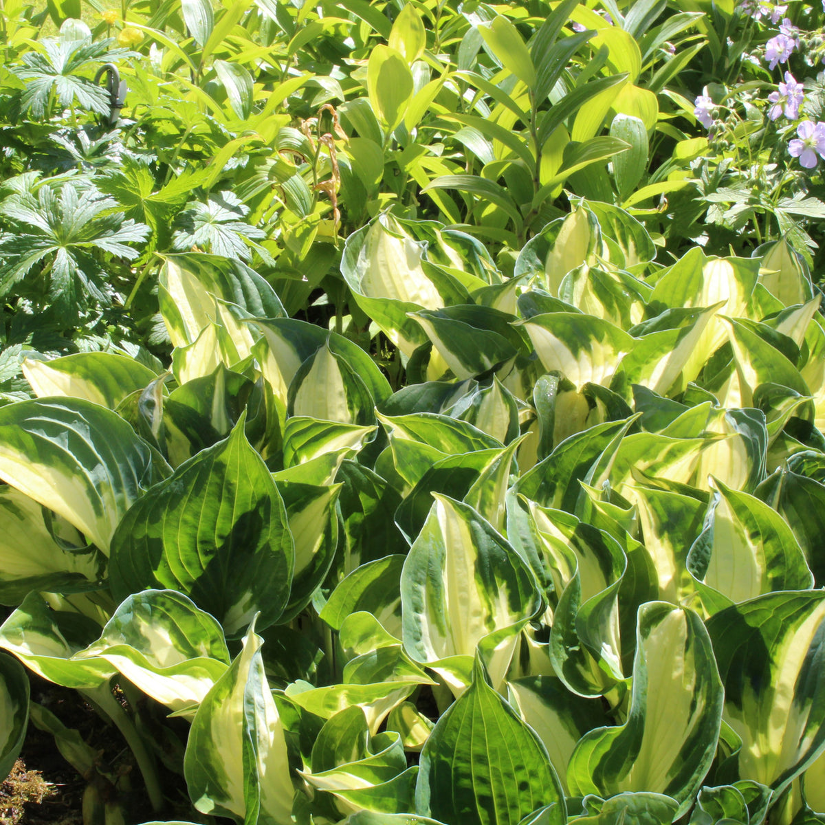 Hosta 'Whirlwind' (fortunei) (v) – Ballyrobert Gardens