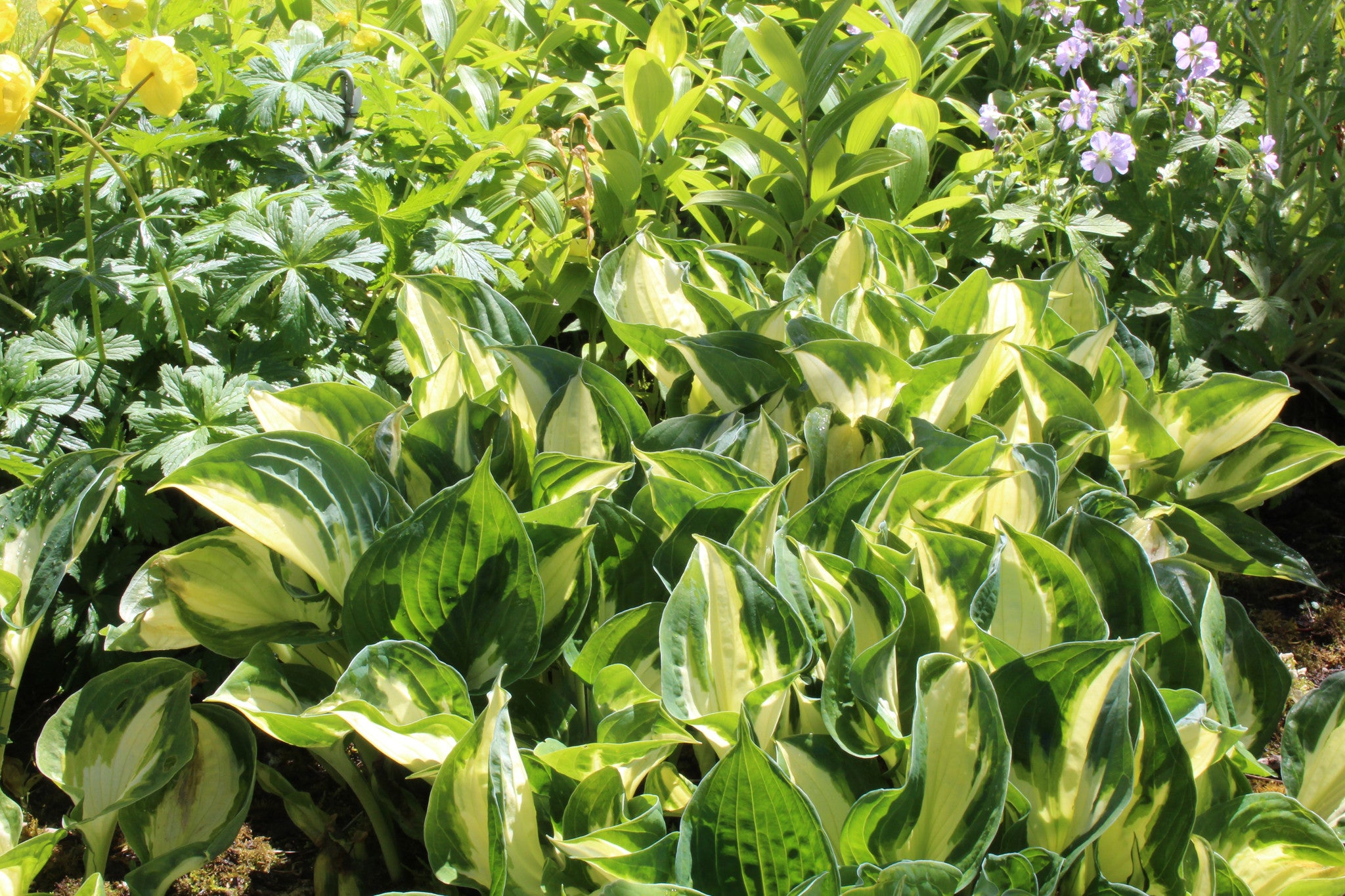 Hosta 'Whirlwind' (fortunei) (v) – Ballyrobert Gardens