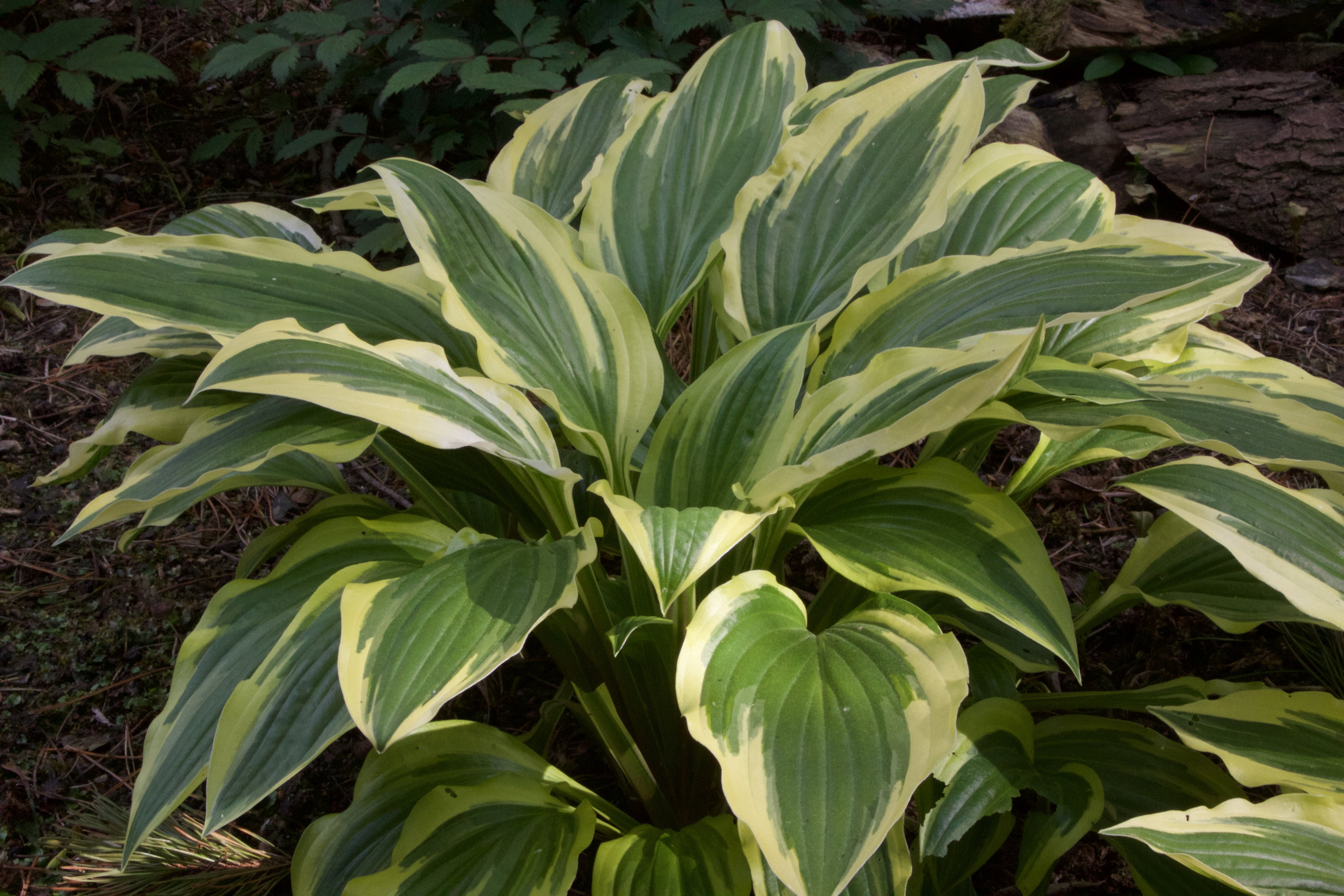 Hosta 'Yellow Splash Rim' (v) – Ballyrobert Gardens