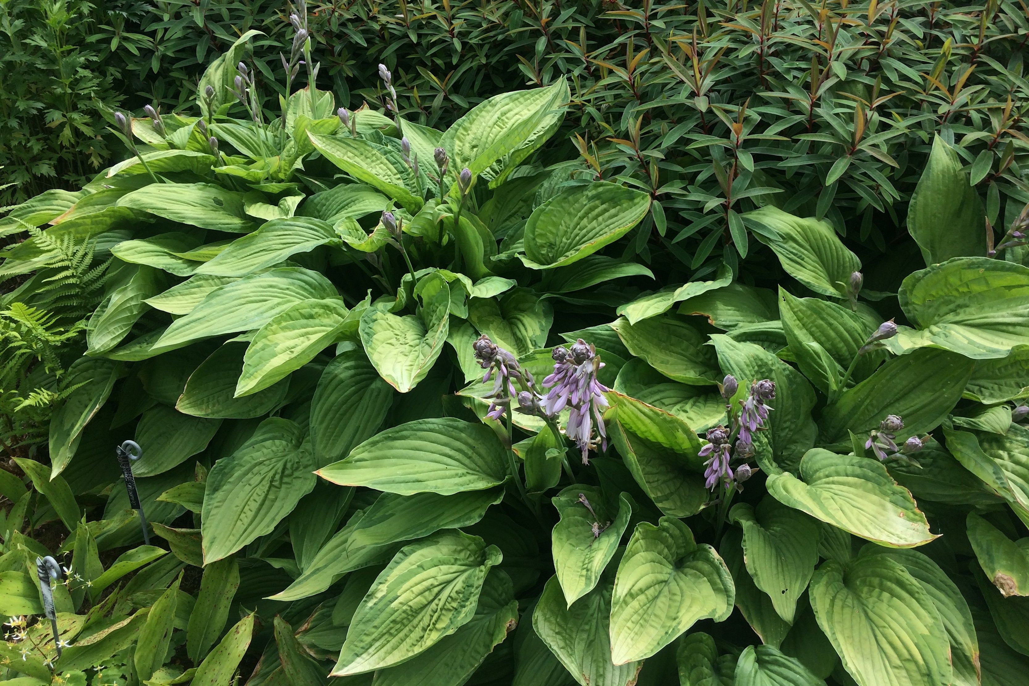 Hosta fortunei var. albopicta (v) – Ballyrobert Gardens