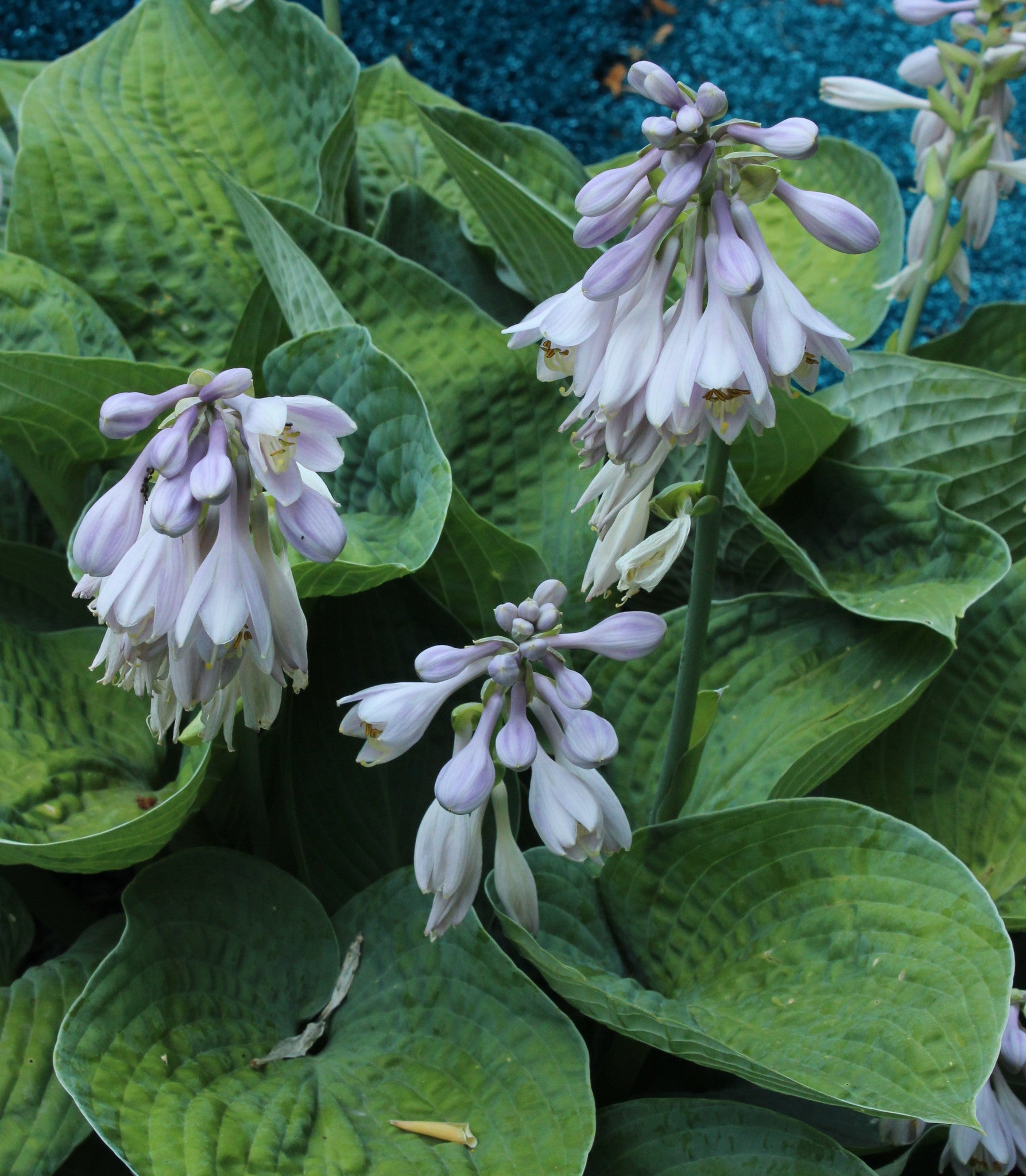 Hosta 'Big Daddy' (sieboldiana hybrid) – Ballyrobert Gardens