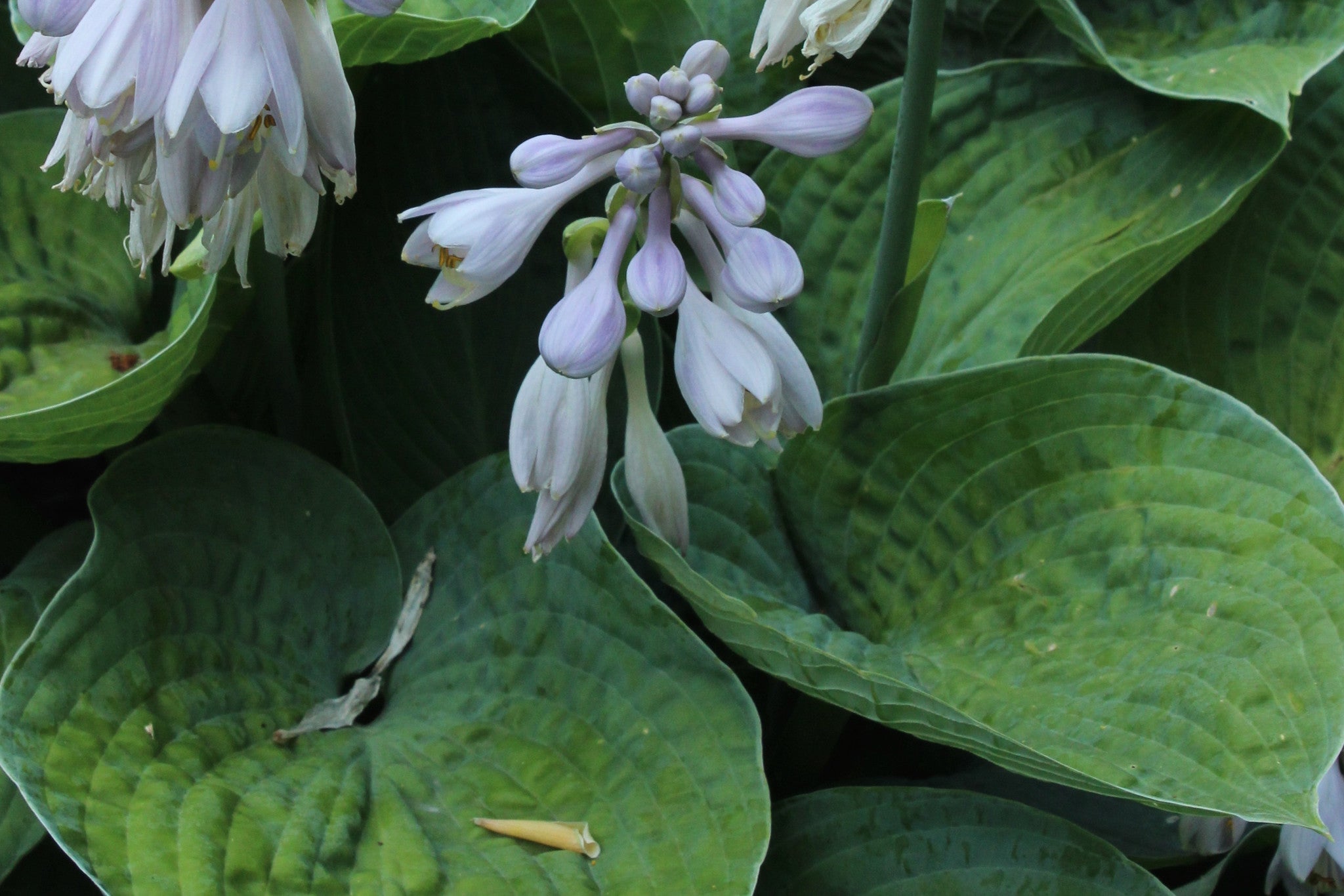 Hosta 'Big Daddy' (sieboldiana hybrid) – Ballyrobert Gardens