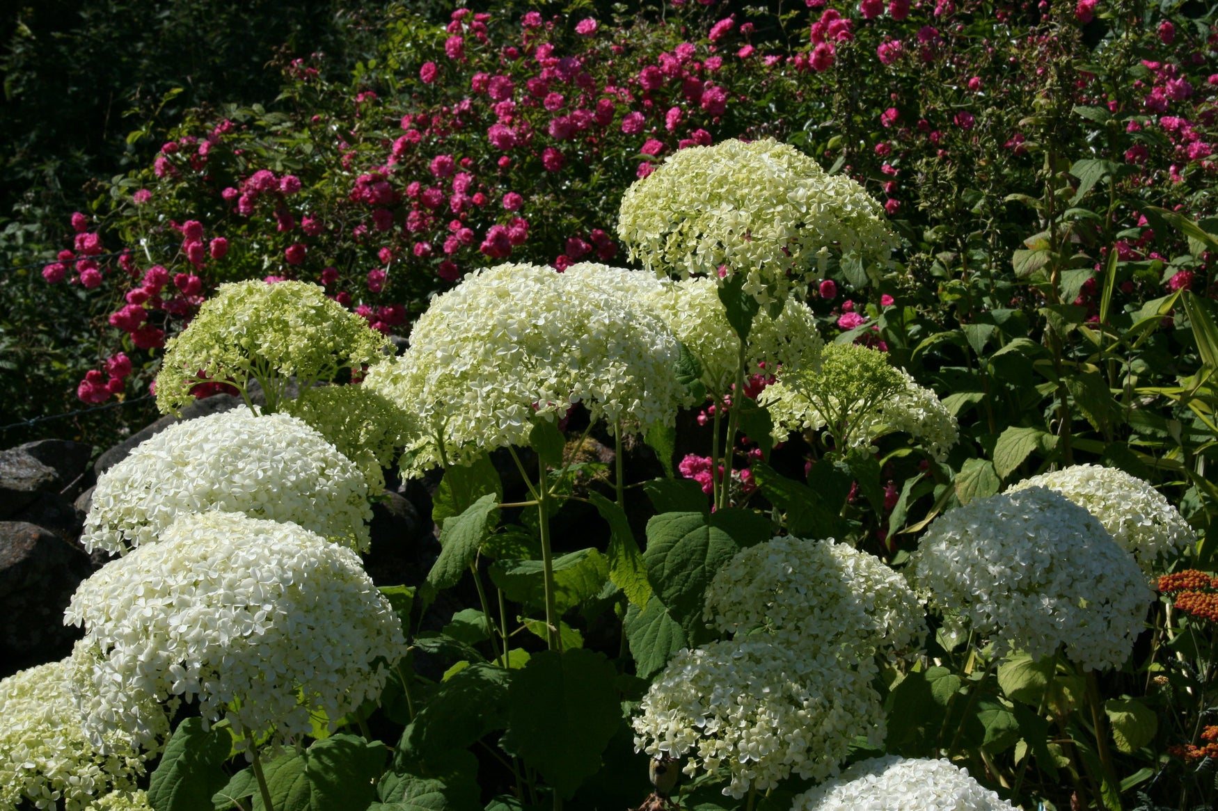 Hydrangea arborescens 'Annabelle' – Ballyrobert Gardens