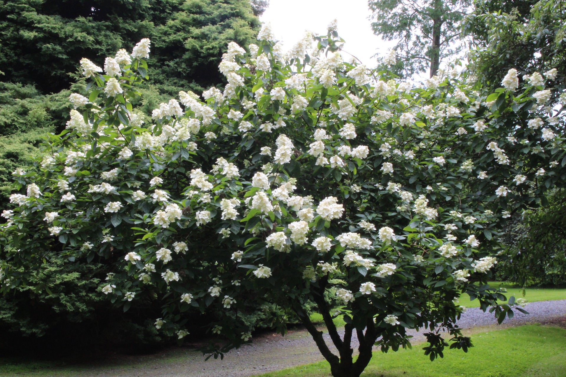 Hydrangea Paniculata Grandiflora Tree Full Sun | Woodleigh Nursery