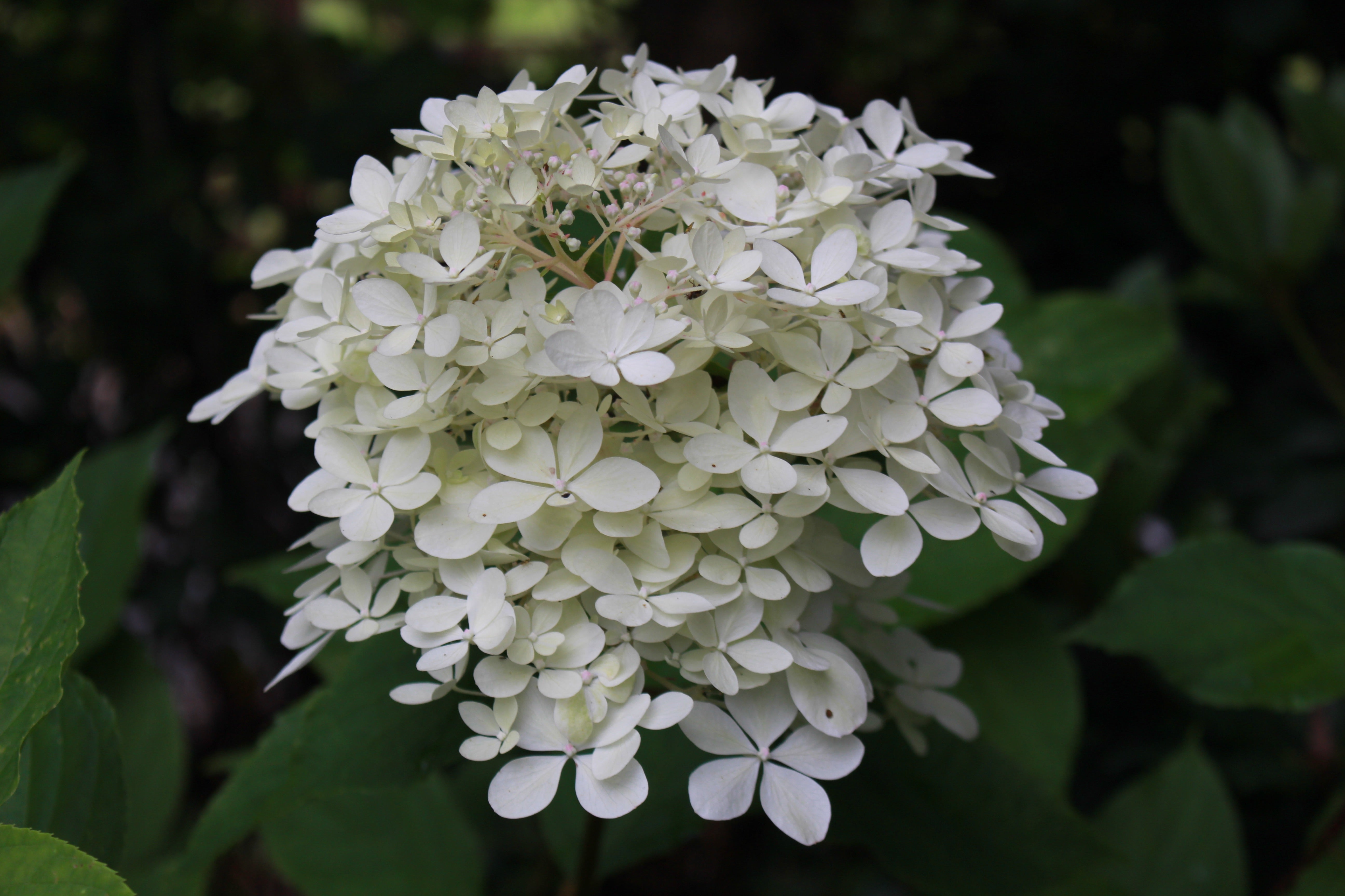 Hydrangea Paniculata Phantom Rhs