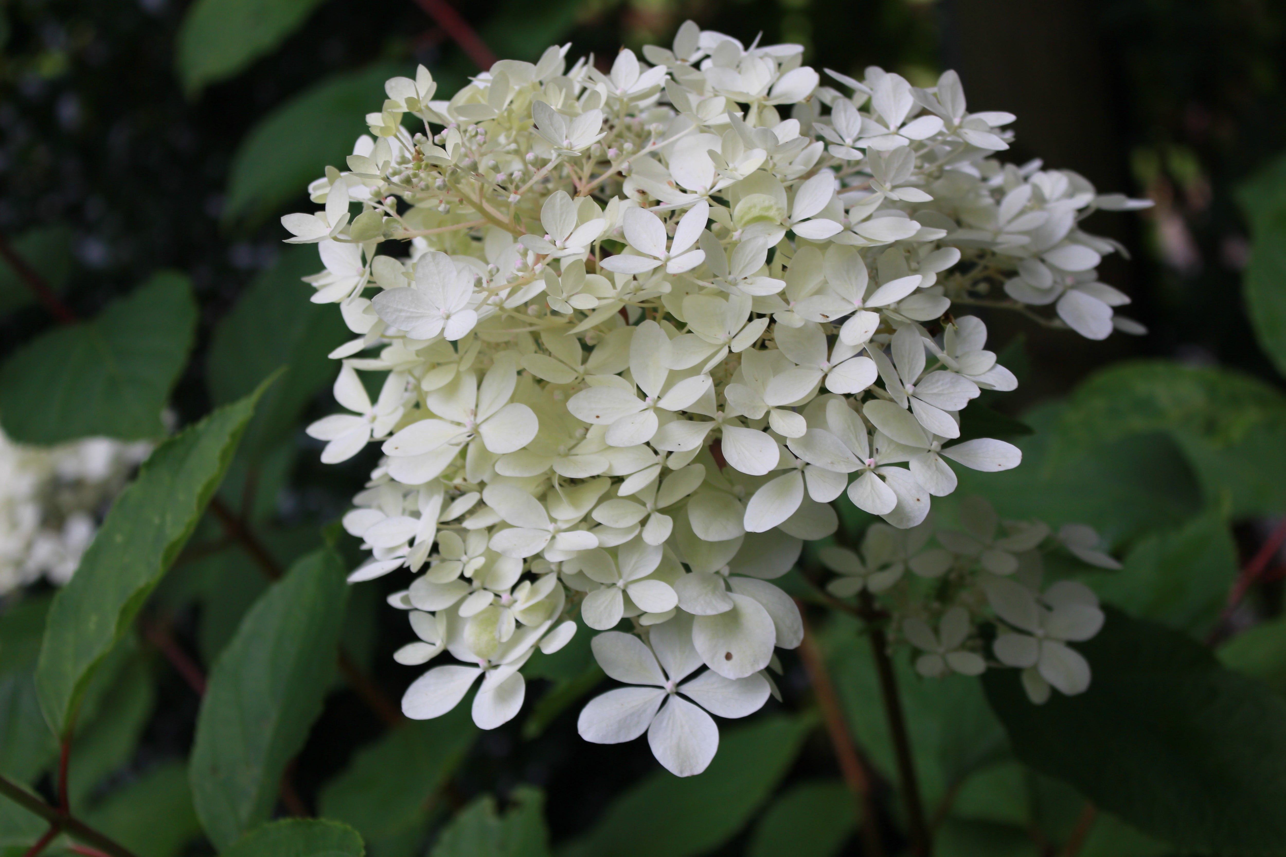 hydrangea paniculata phantom rhs