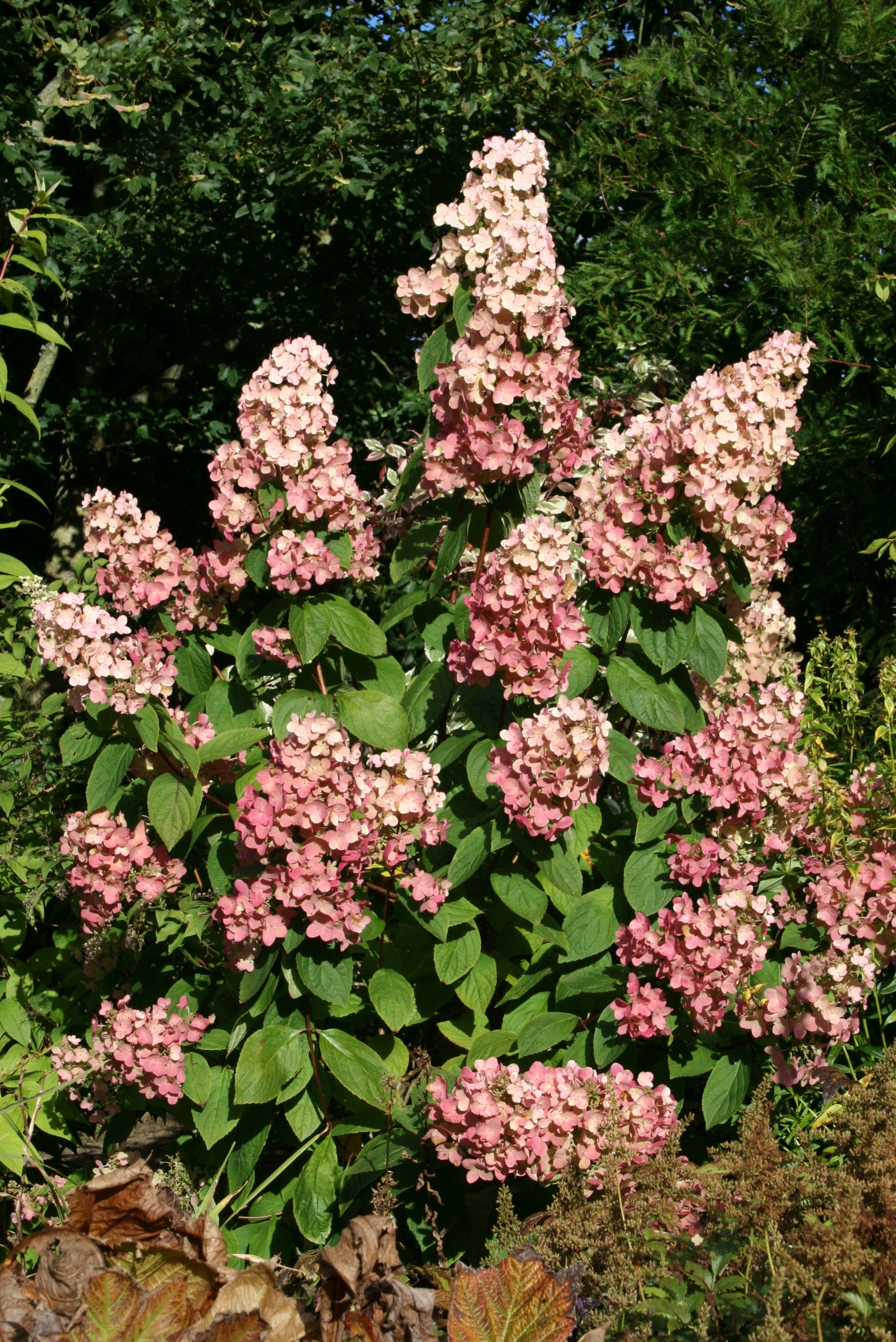 Hydrangea paniculata Pink Diamond = 'Interhydia' – Ballyrobert Gardens