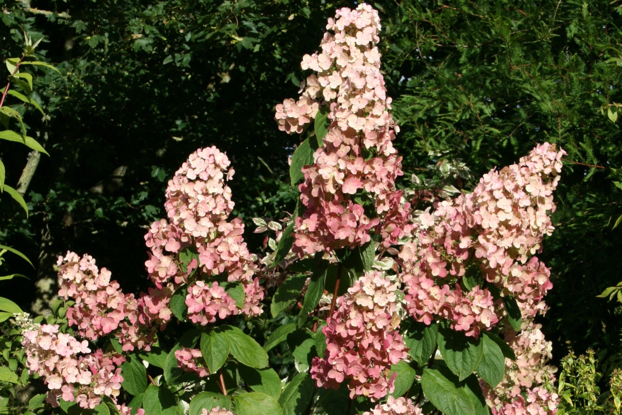 Hydrangea paniculata Pink Diamond = 'Interhydia' – Ballyrobert Gardens