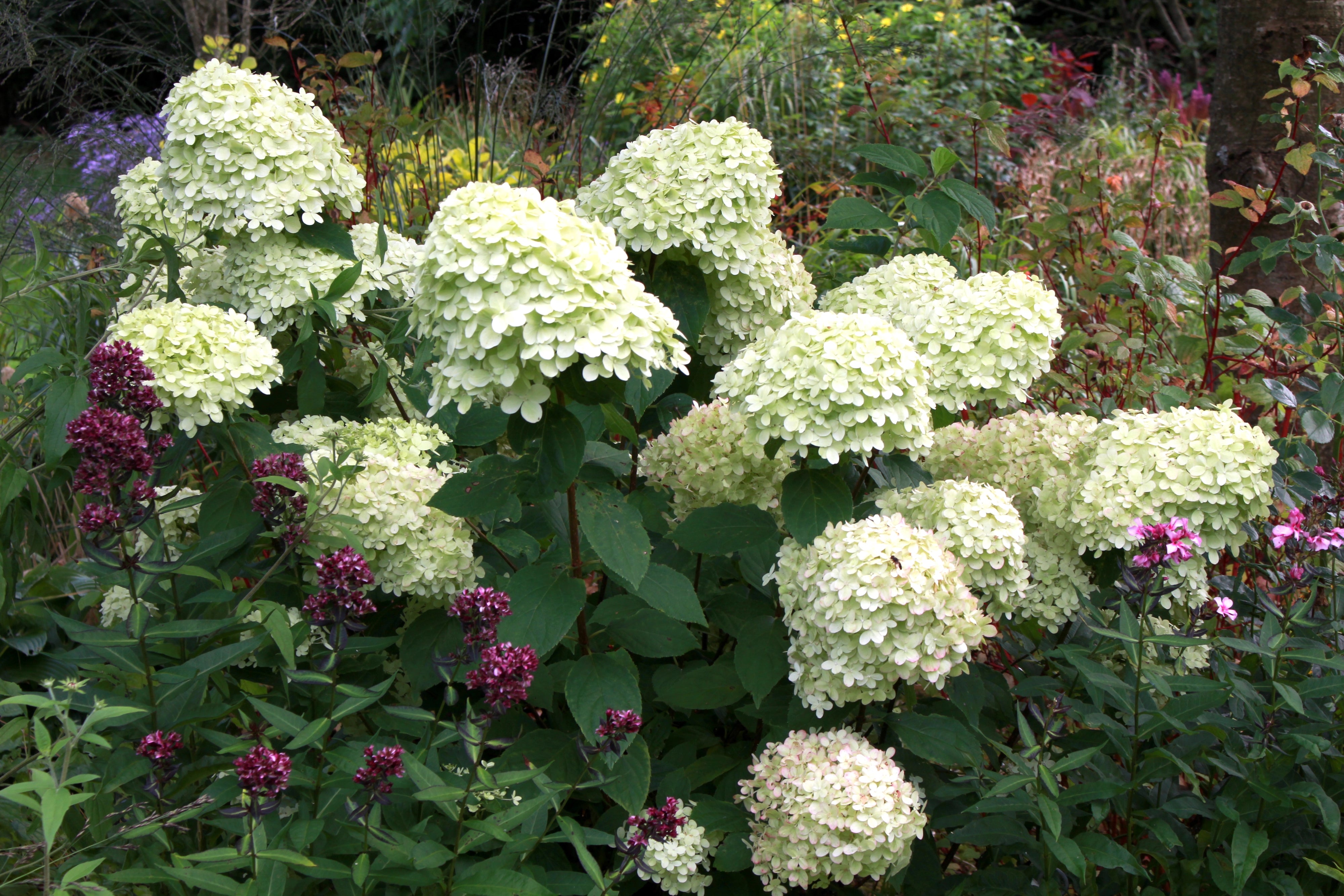 Hydrangea paniculata 'Limelight' – Ballyrobert Gardens