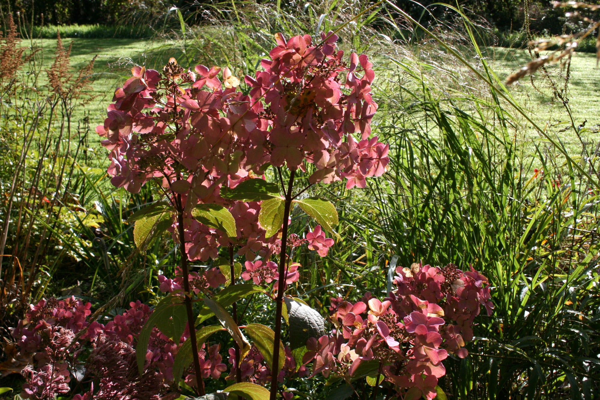 Hydrangea paniculata 'Wim’s Red' – Ballyrobert Gardens