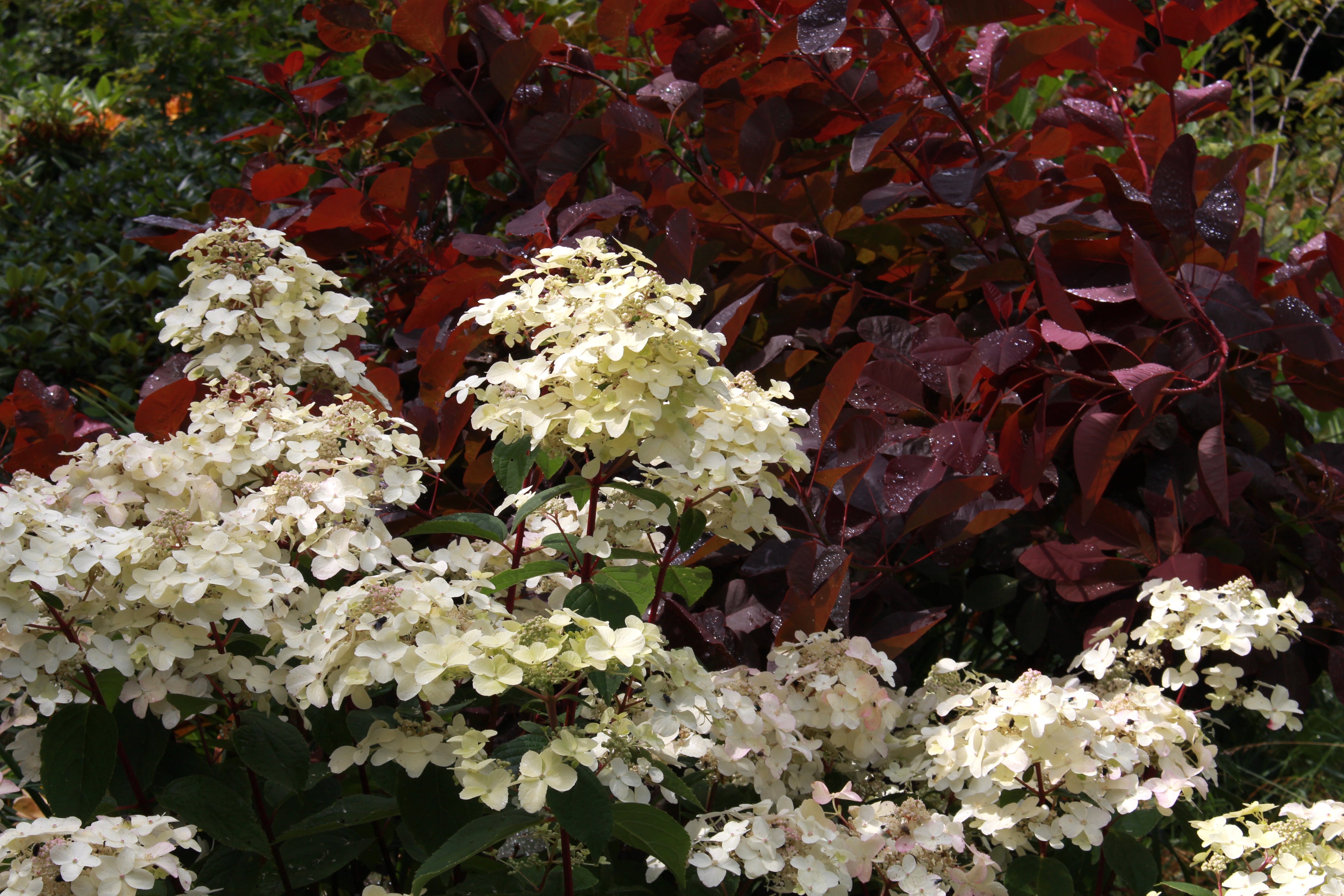 Hydrangea paniculata 'Wim’s Red' – Ballyrobert Gardens