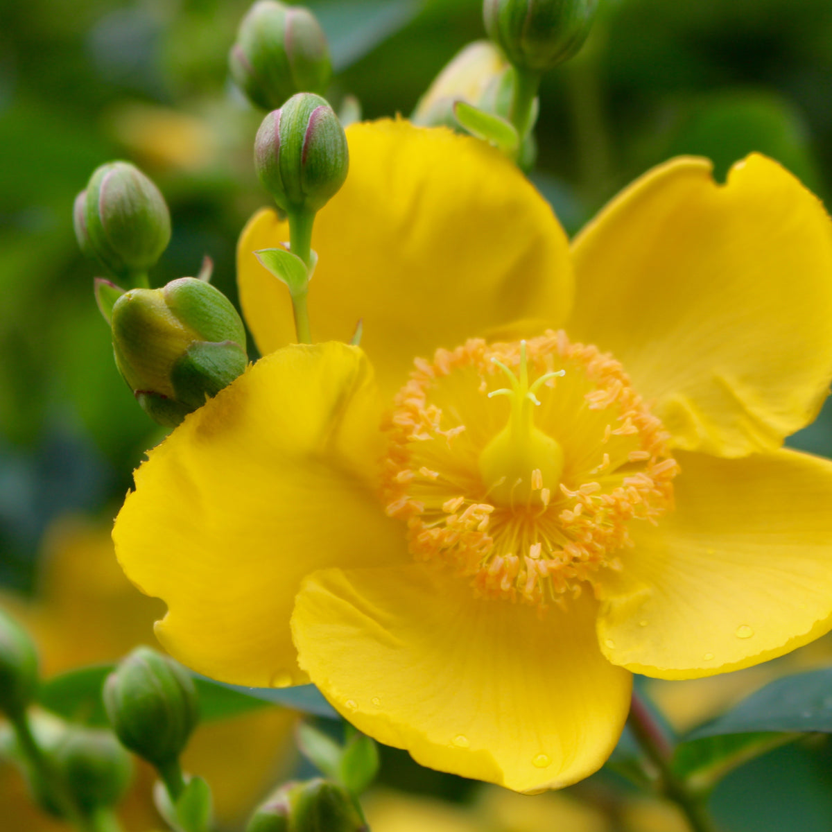 Hypericum x cyathiflorum 'Gold Cup' – Ballyrobert Gardens
