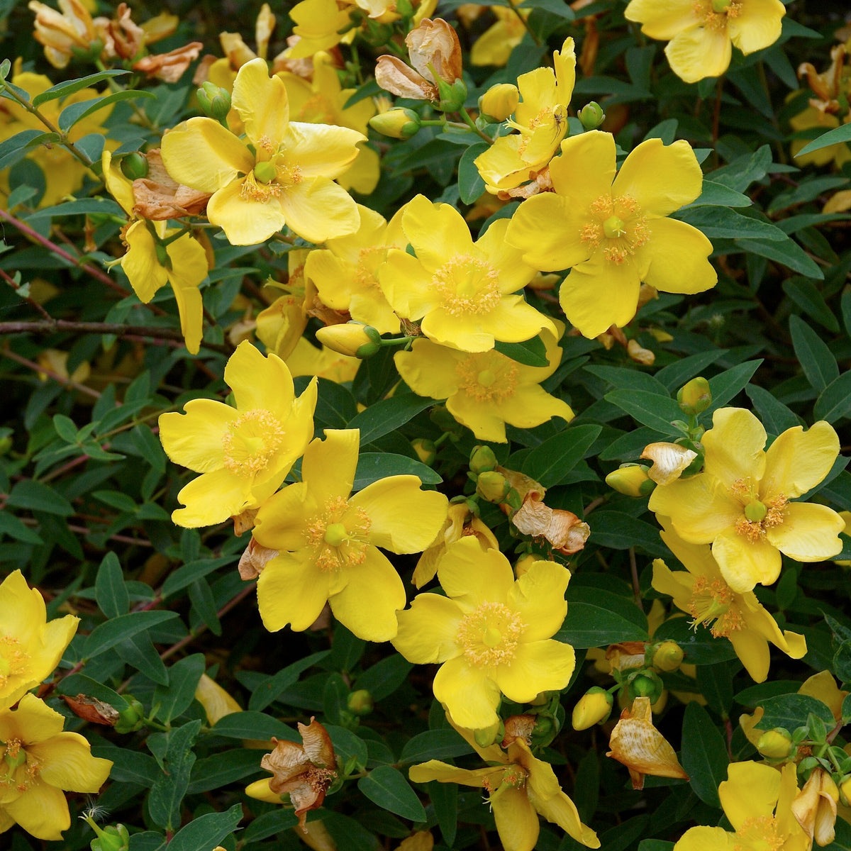 Hypericum x hidcoteense 'Hidcote' – Ballyrobert Gardens