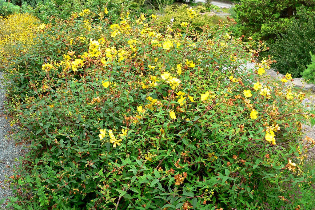 Hypericum x hidcoteense 'Hidcote' – Ballyrobert Gardens
