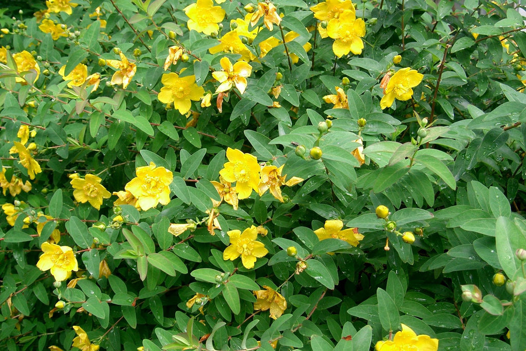 Hypericum x hidcoteense 'Hidcote' – Ballyrobert Gardens
